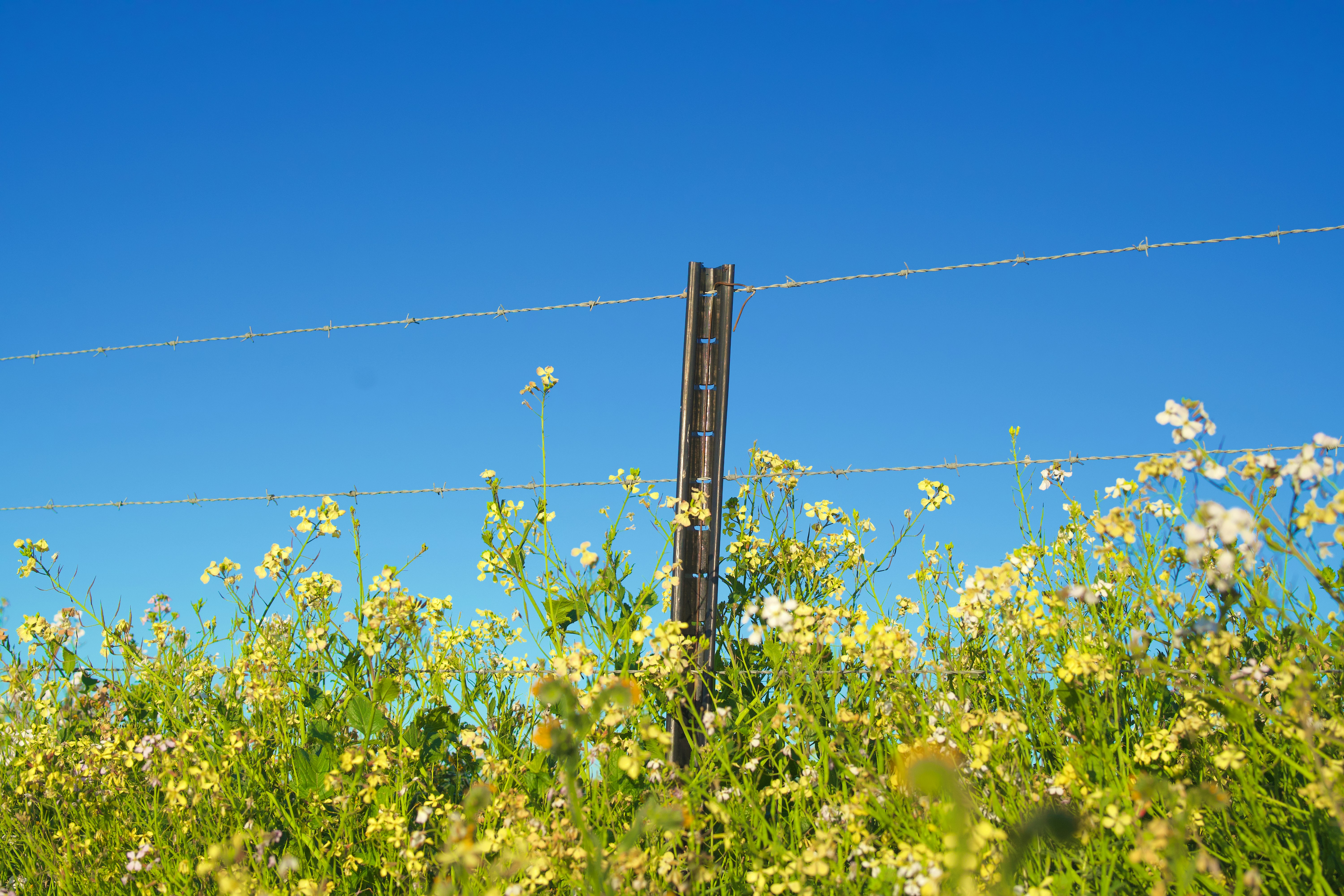 Post and Barbed Wisdom: A Field of Sunny Canola by a Quiet Fence