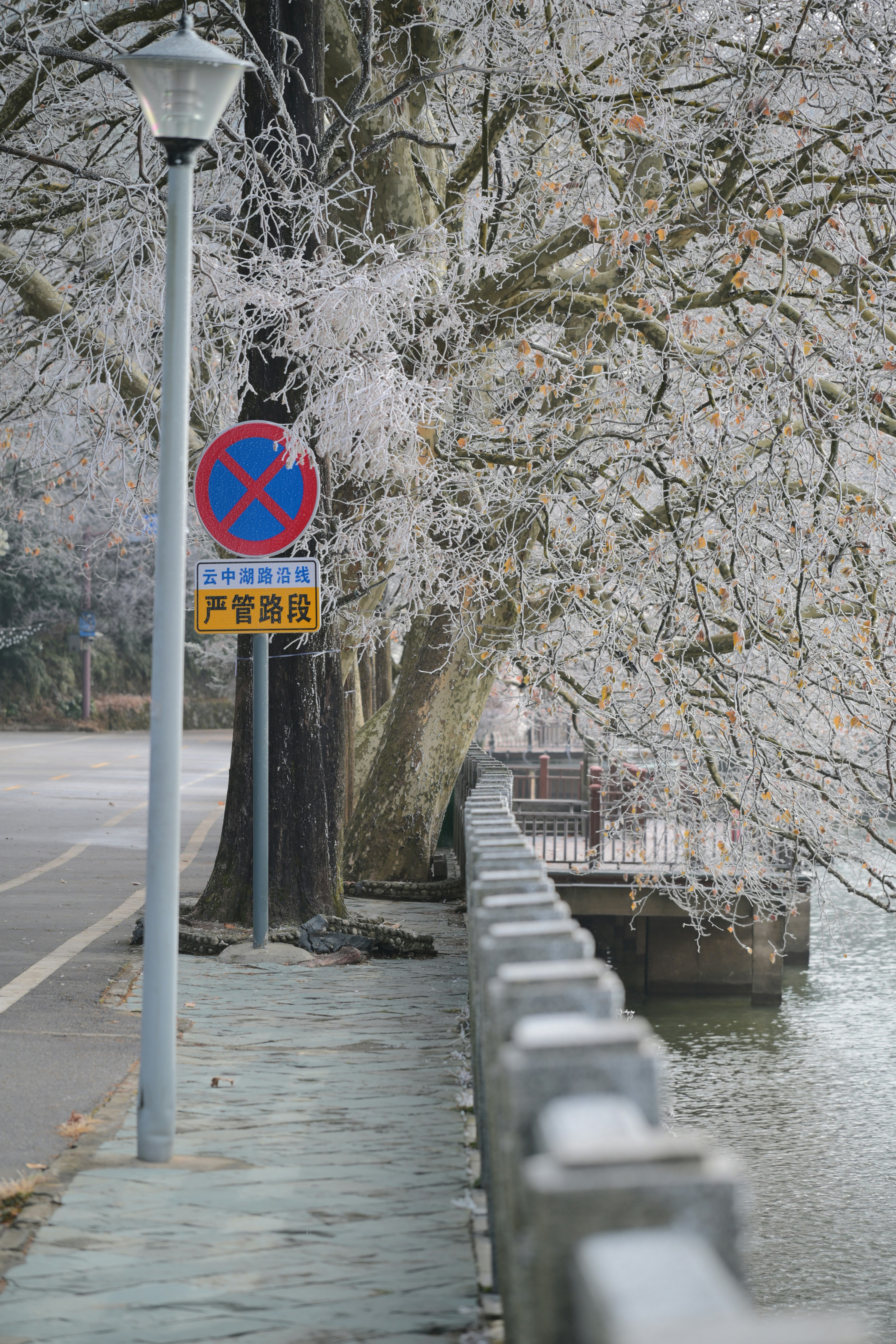 Winter Quiet by the Waterfront: Frosted Trees and a No-Stop Sign