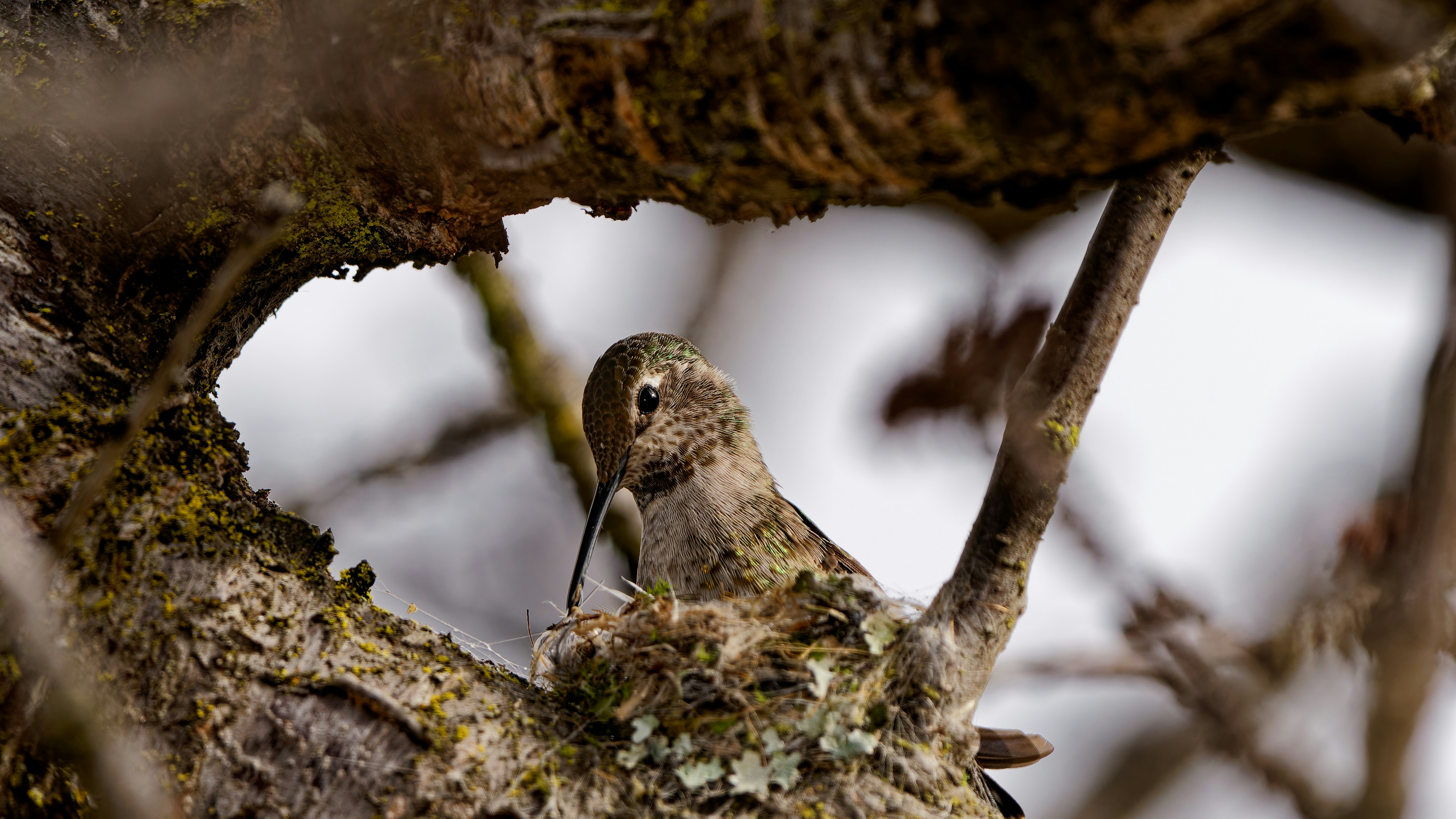 Hidden Watcher in Moss-Ced Cradle