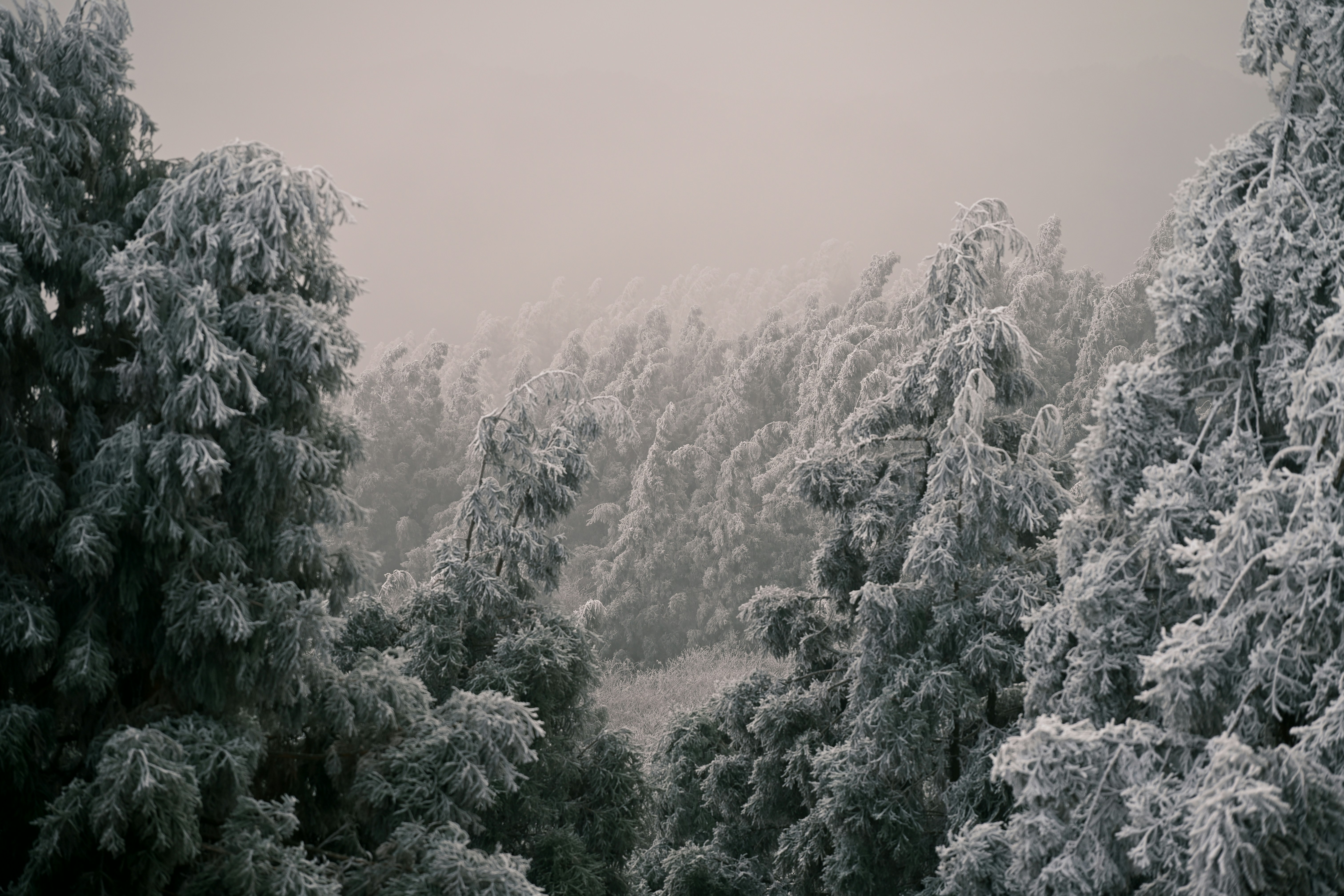 Winter Silence: Snow-Crowned Pines Reaching into Mist