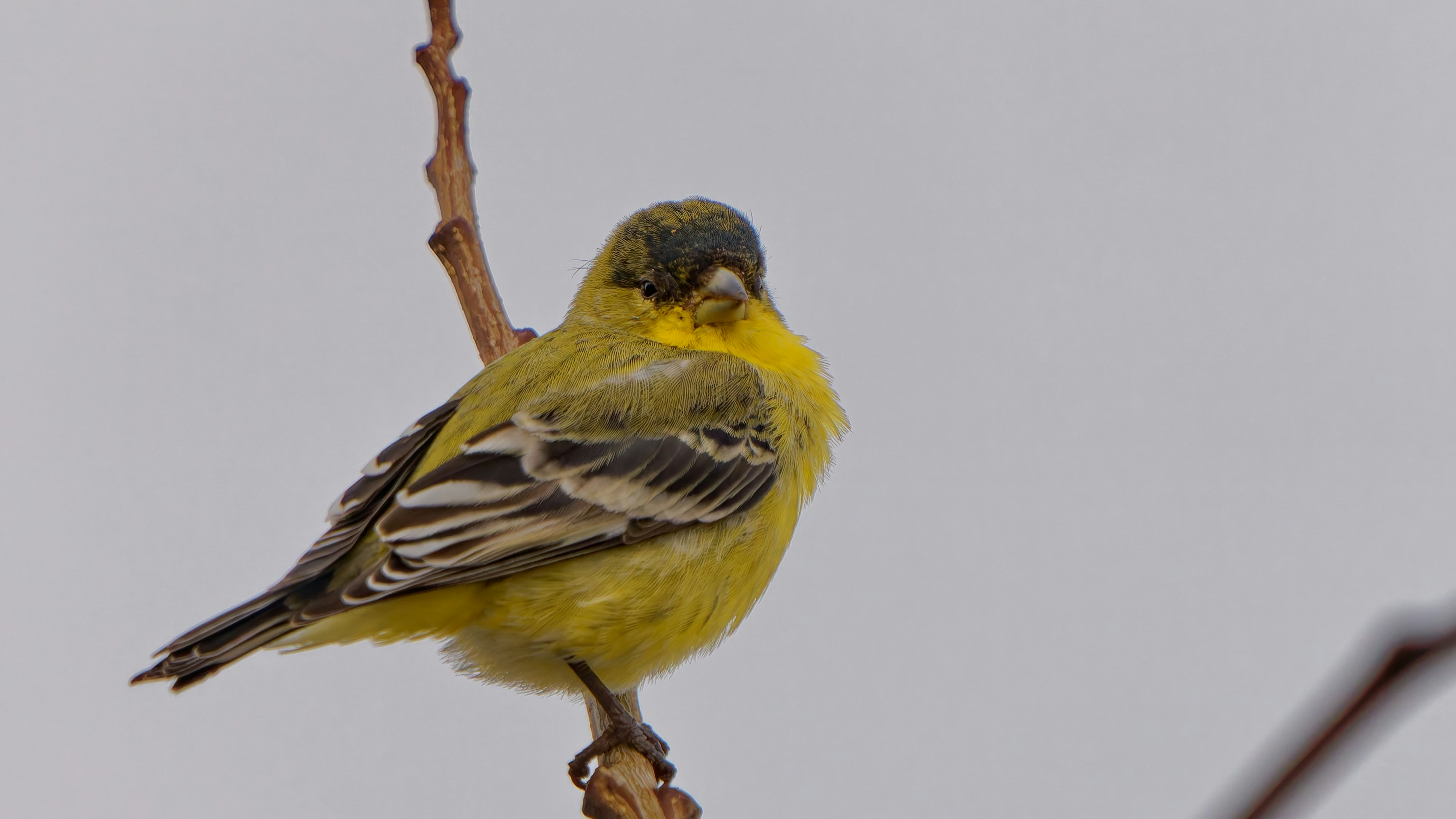 Golden Finch in Soft Snowlight