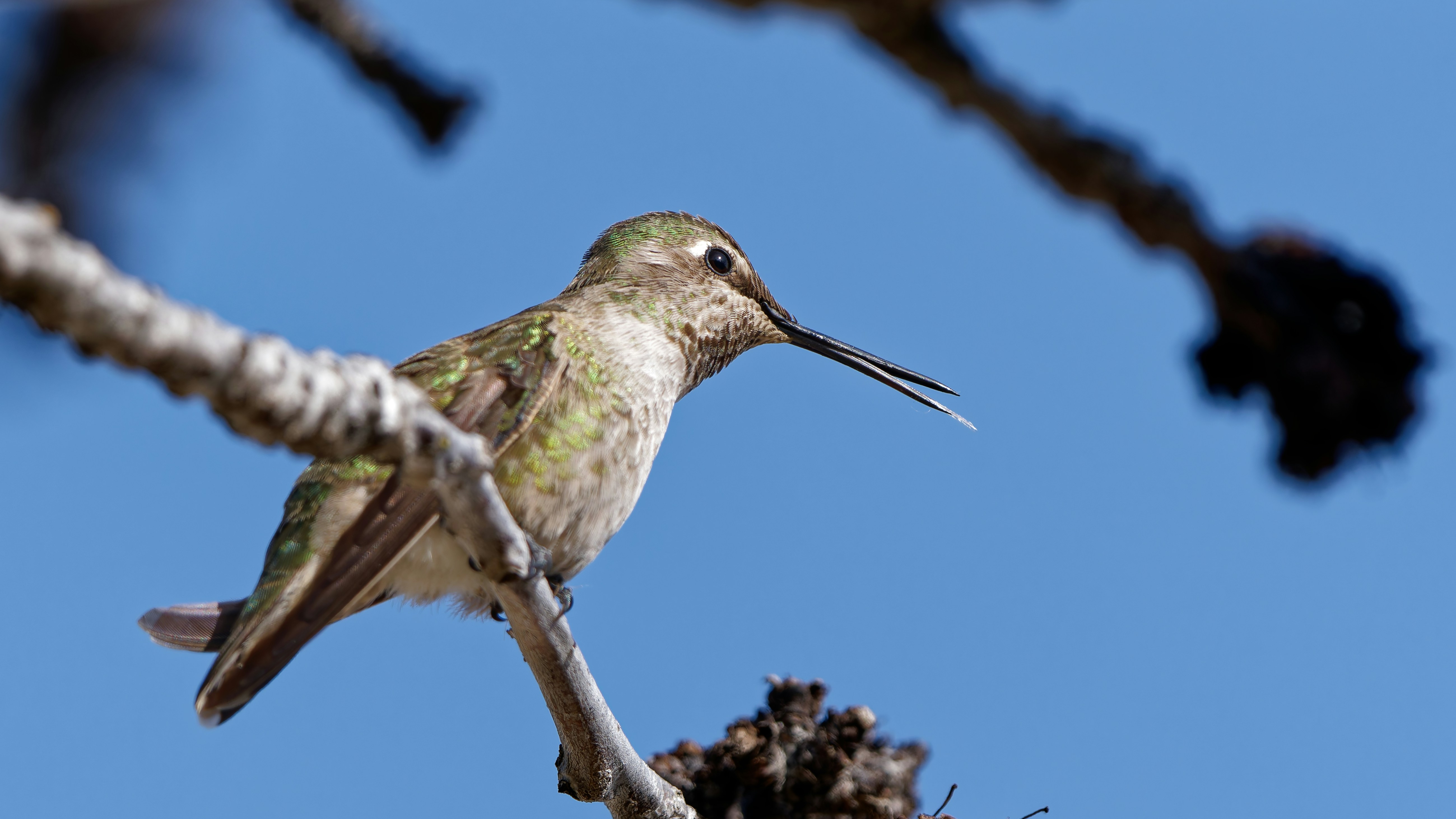 Hummingbird Adrift on a Cyan Sky