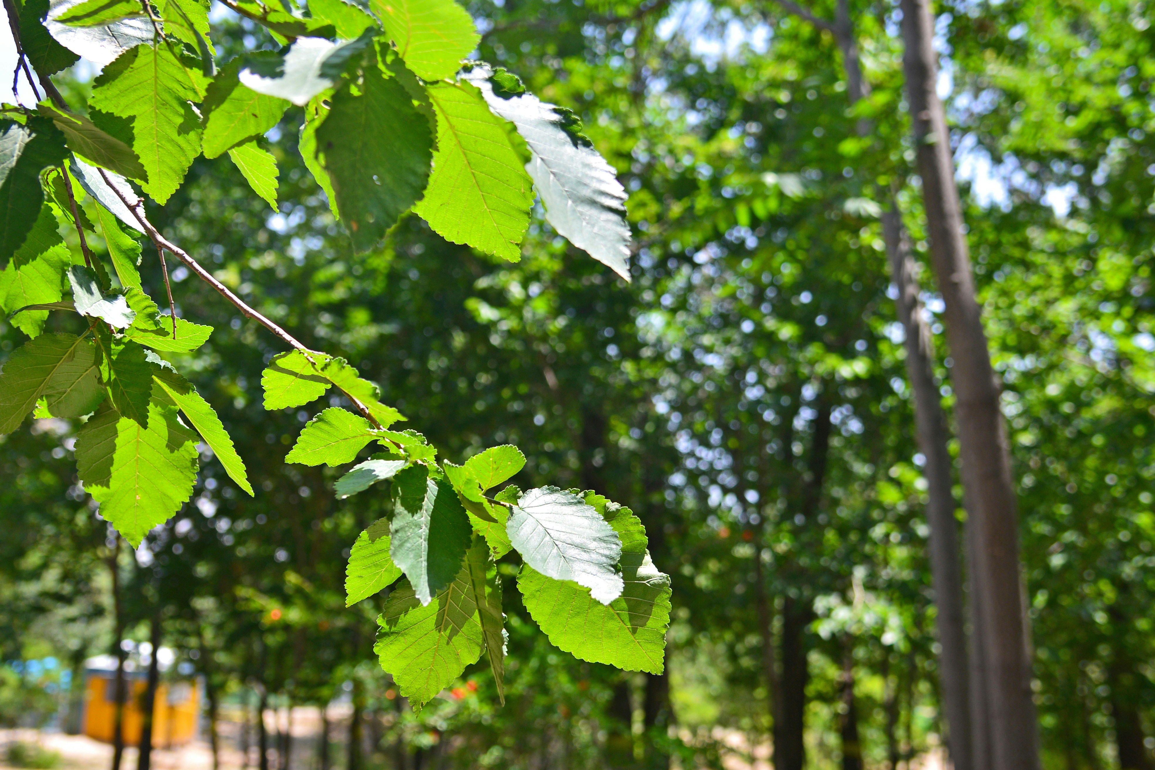 Sunlit Green Corridor: Fresh Leaves in a Quiet Forest