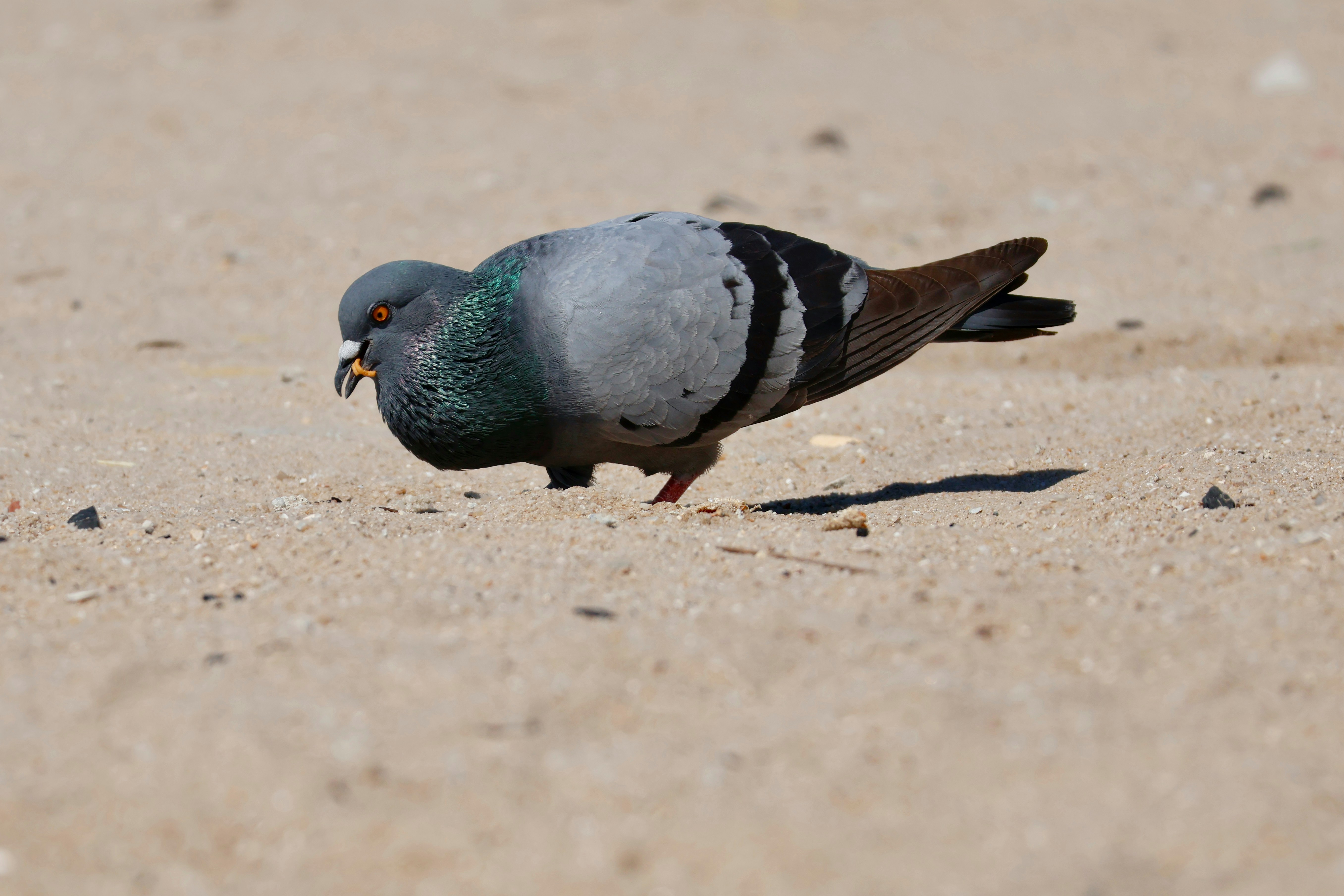 Dusty Beach Pigeon in Quiet Sand