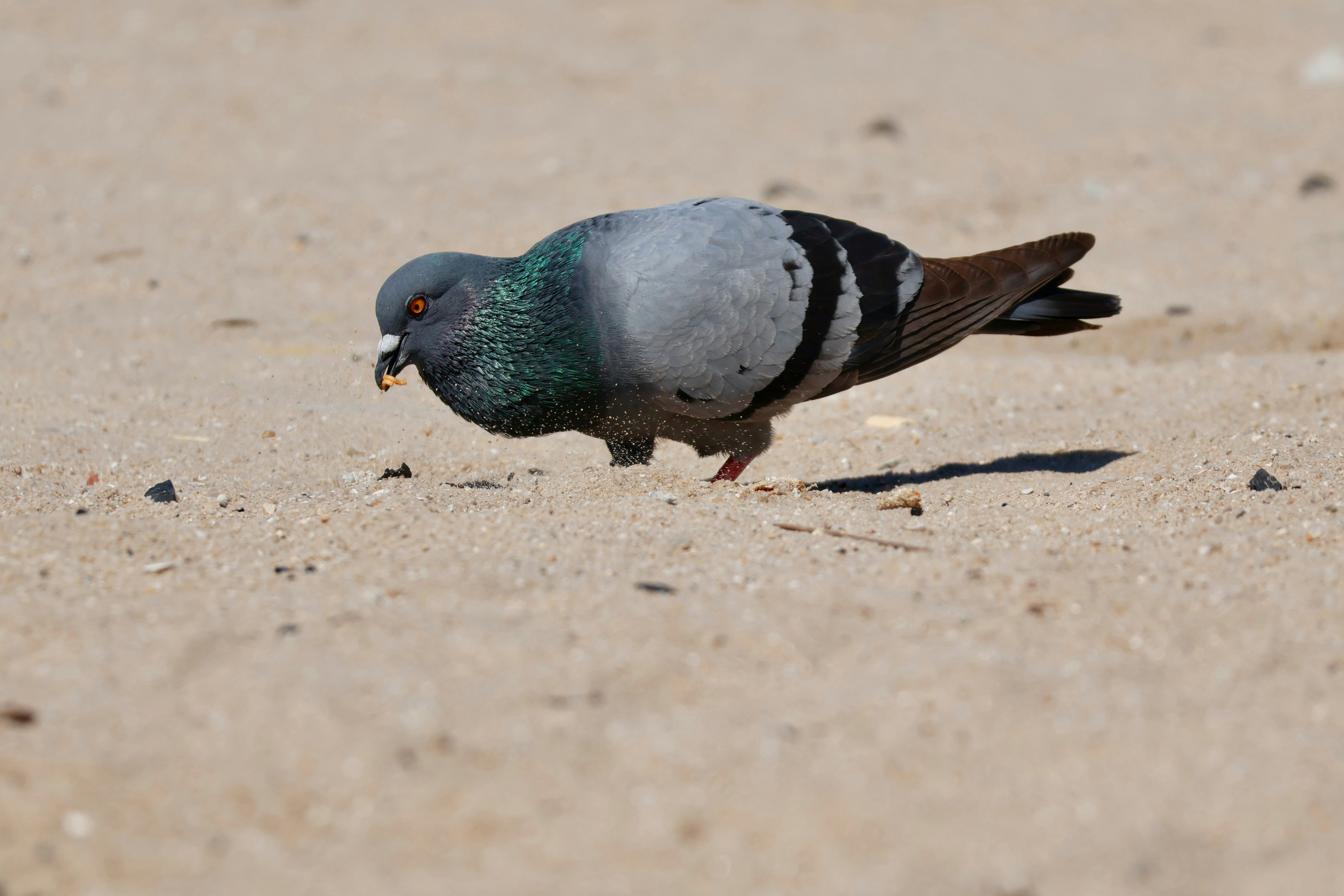 Pale Sand, Dark Iris: A Dapper Dove foraging on a Quiet Shore