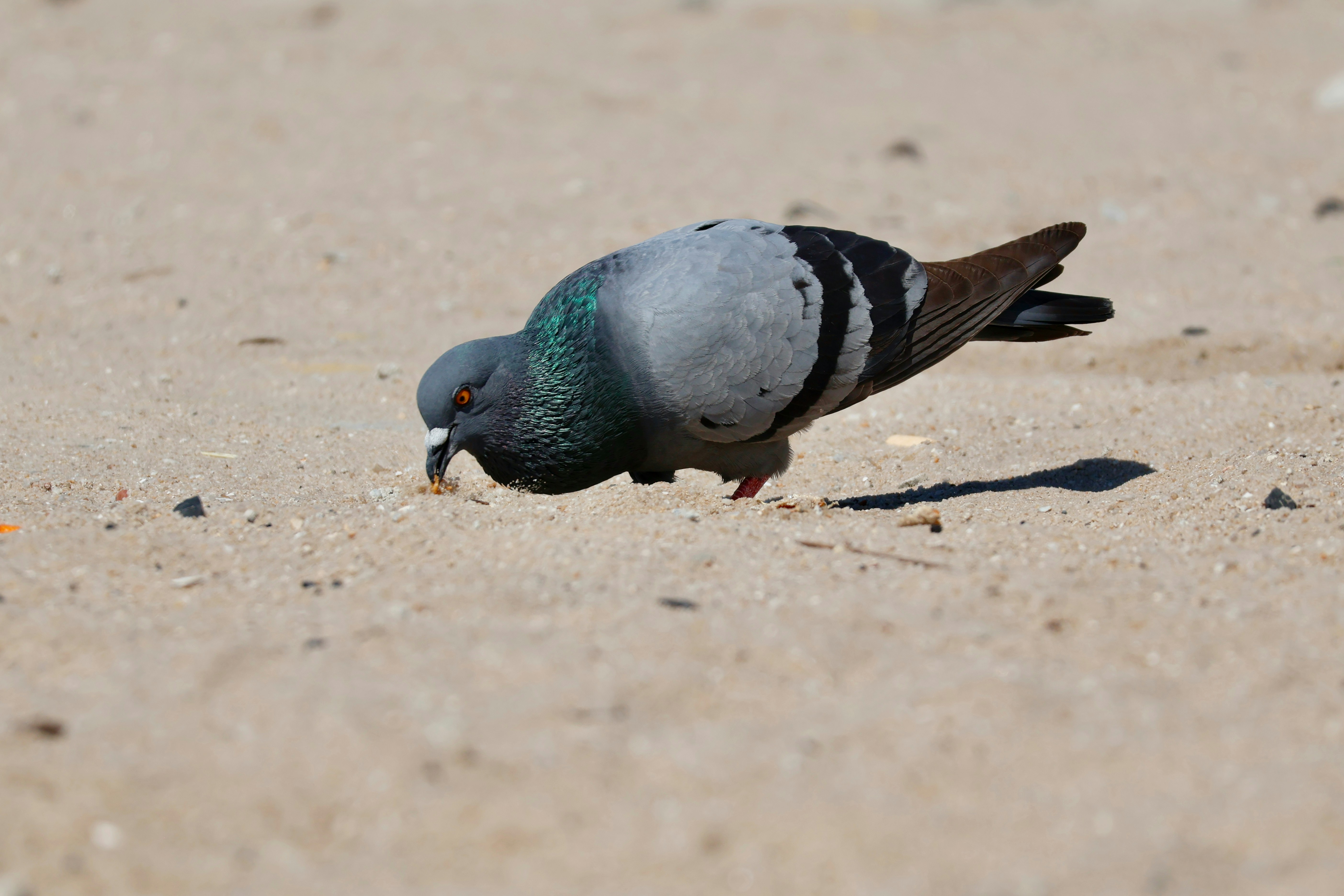 Midday Sand-Feeding: A Pigeon Probing Sunlit Beach Grain
