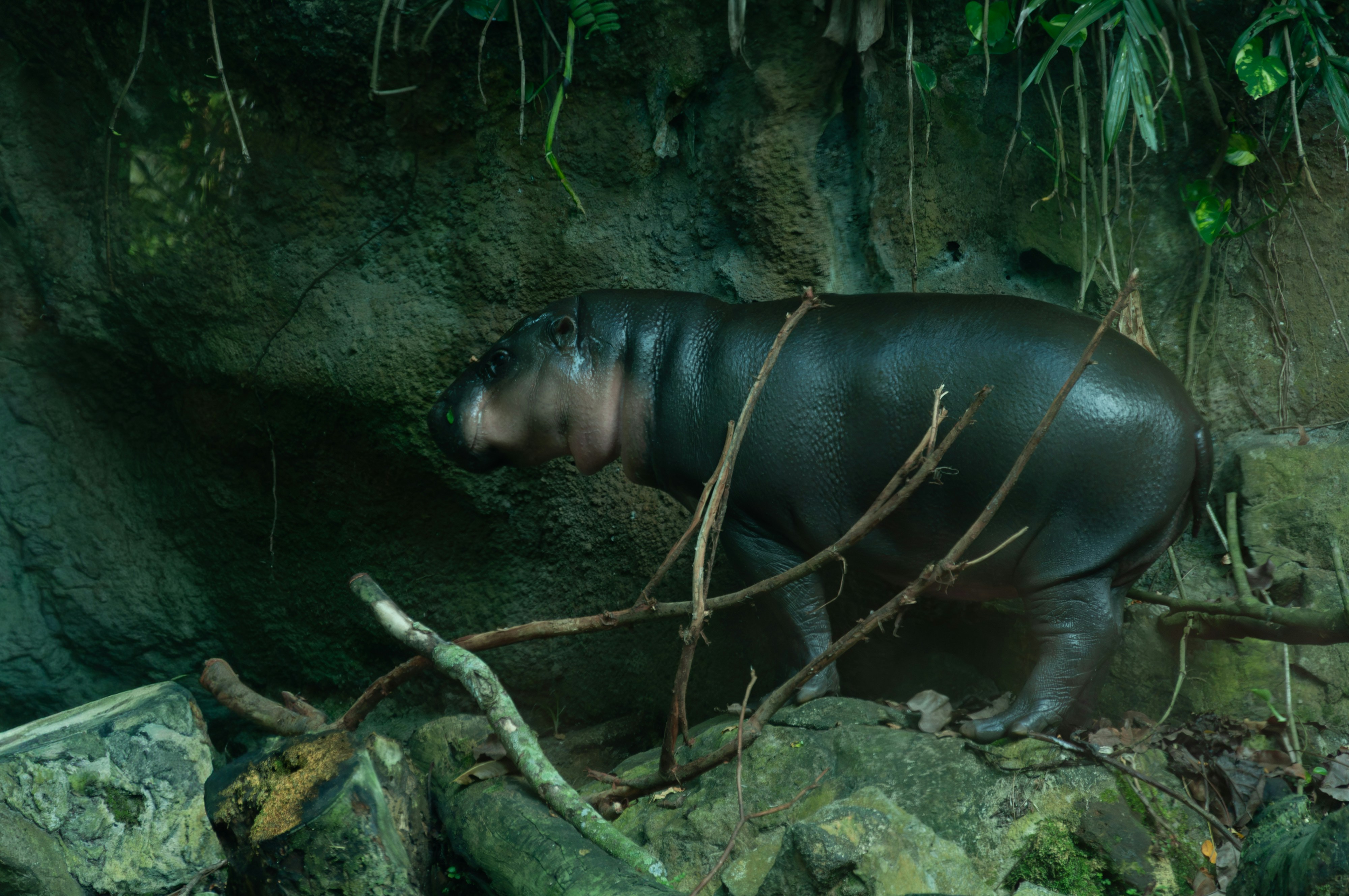 Glassy-coated Proboscidea: A Tailless Amphibian of the Wet Cavern