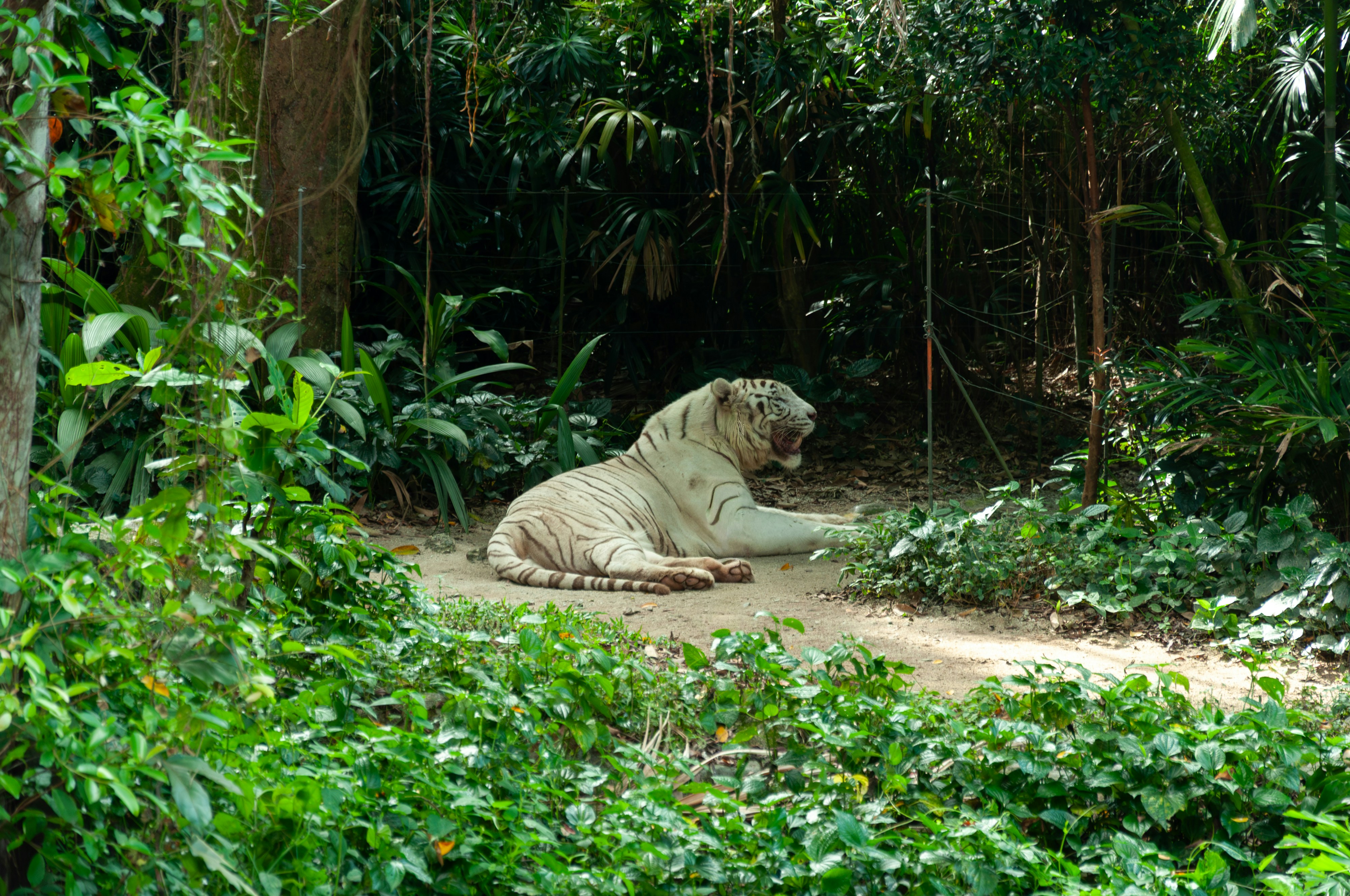 White tiger lounge in dappled jungle light