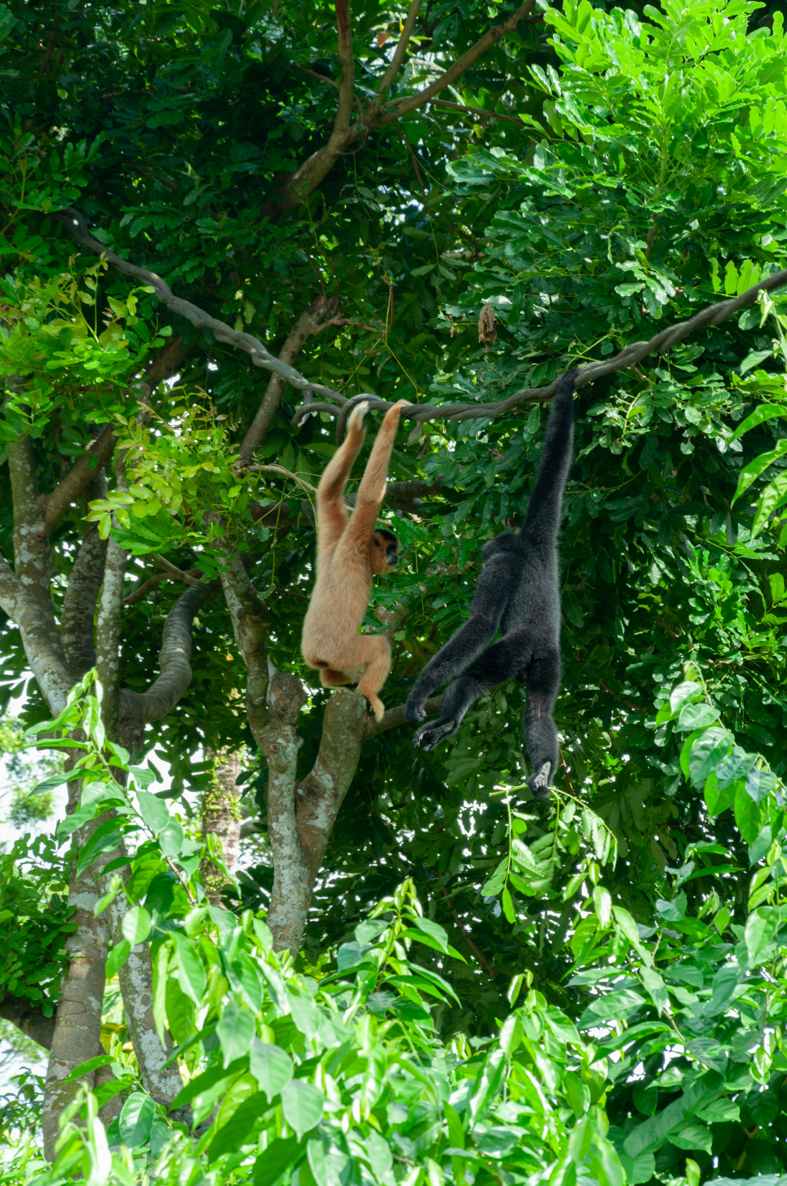 A Pair of Curious Primates Swing Through Sunlit Foliage