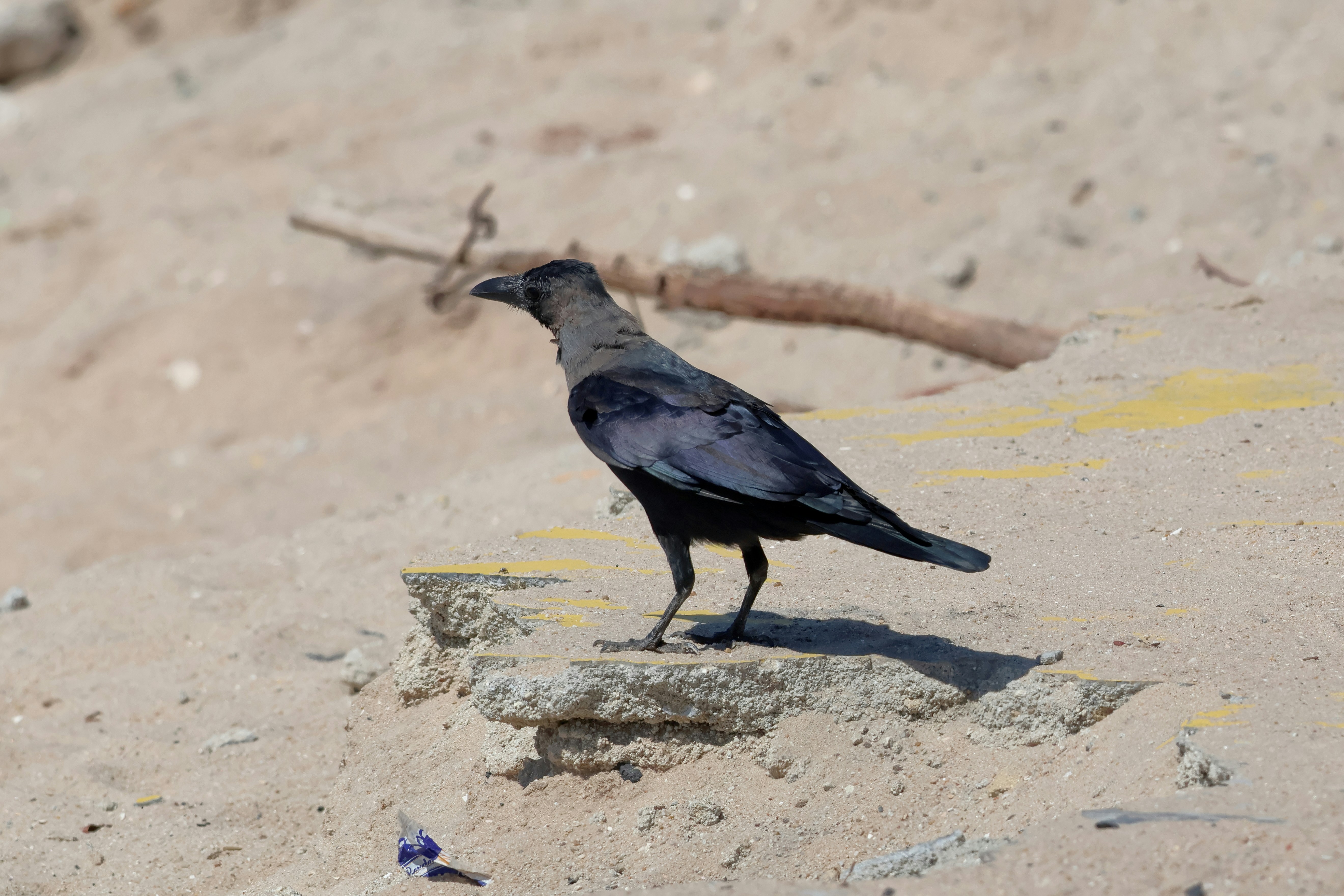 Crow on Weathered Concrete: A Sharply Defined Silhouette in Dune-Born Light