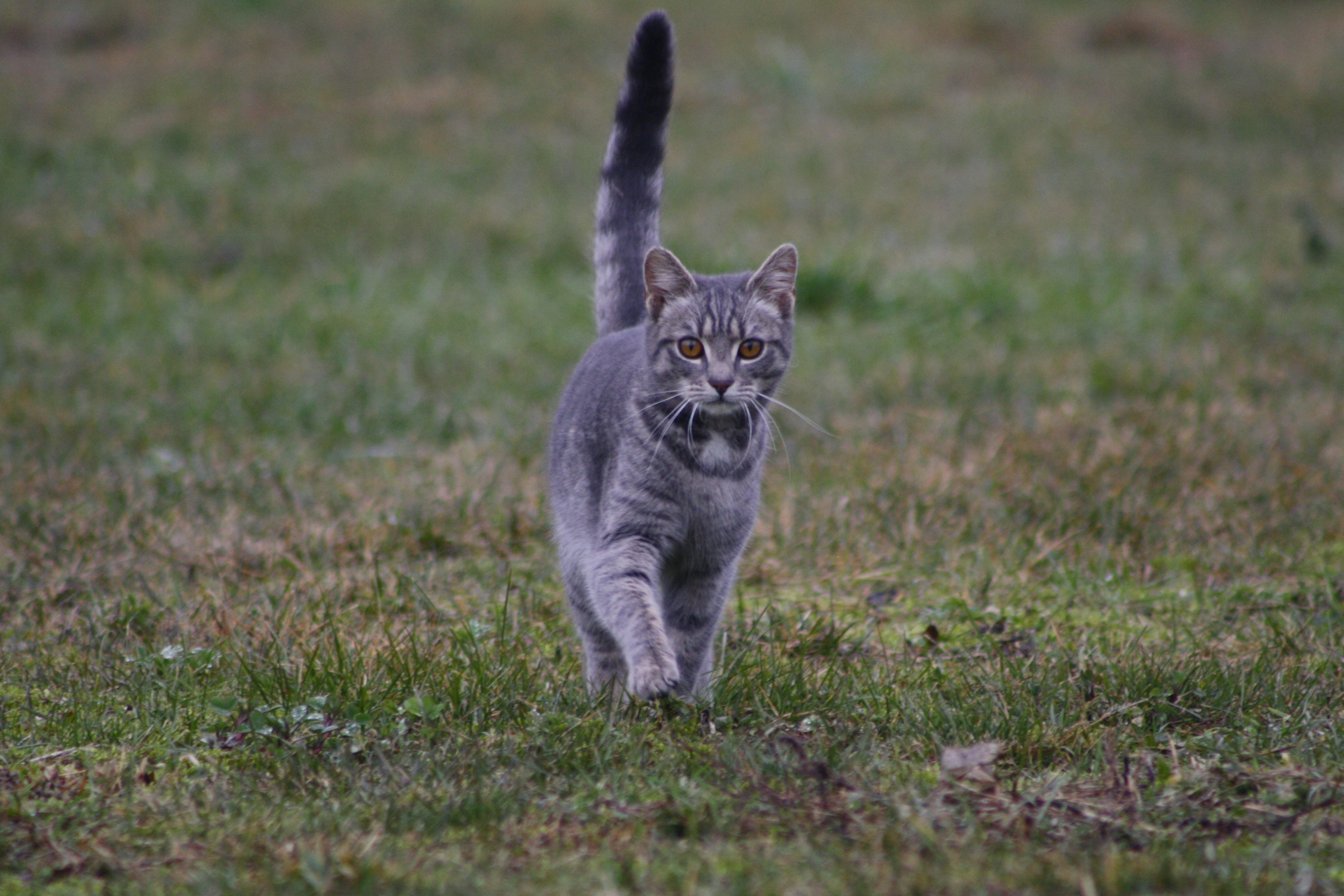 Cat in Focus: Grey Explorer Strolling the Grass