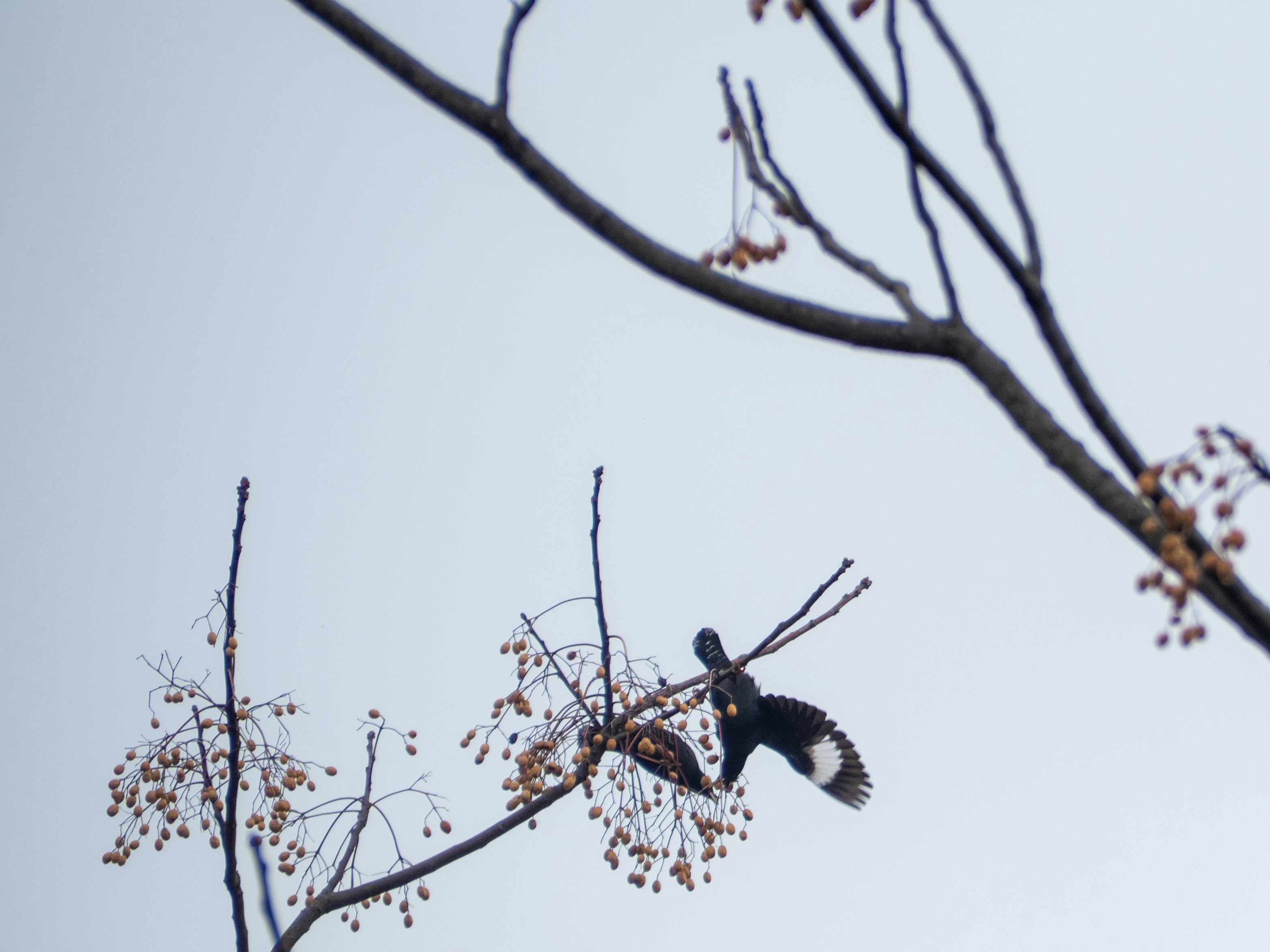 Bird in Winter Branches: A Quiet Moment of Perching and Flight