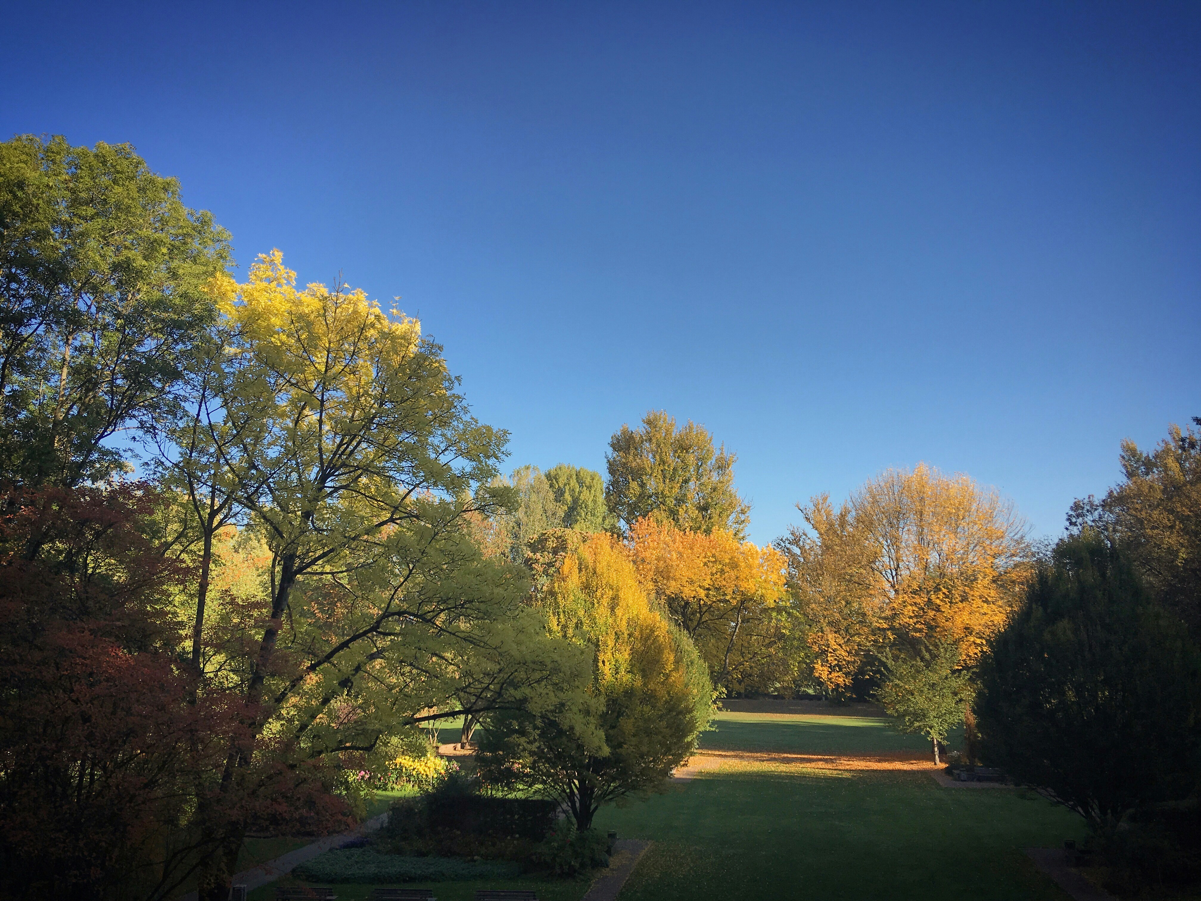 Autumn Clearing Under a Clear Blue Dome