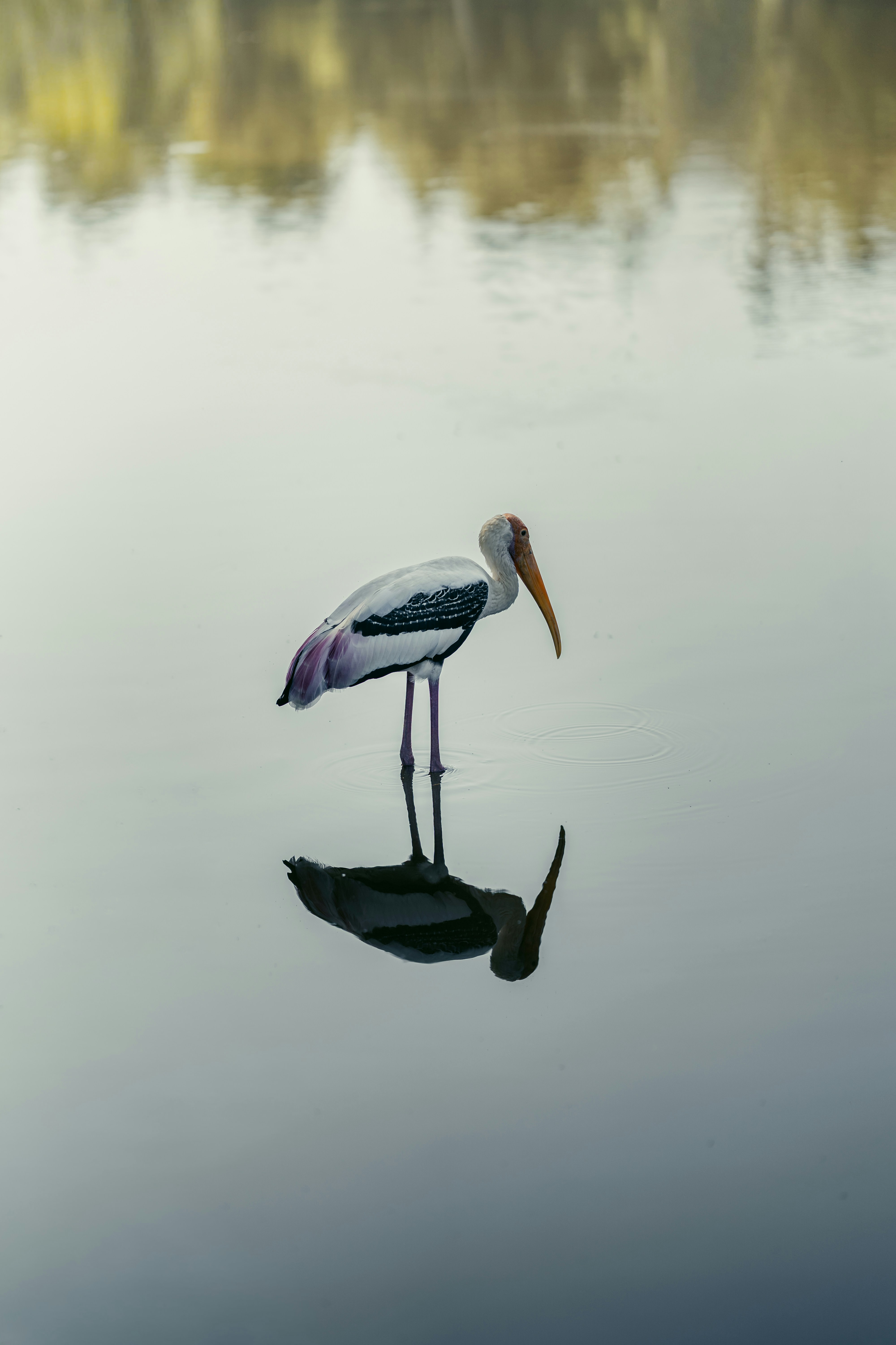 Stilted Gaze: A Wading Heron Reads the Quiet Surface
