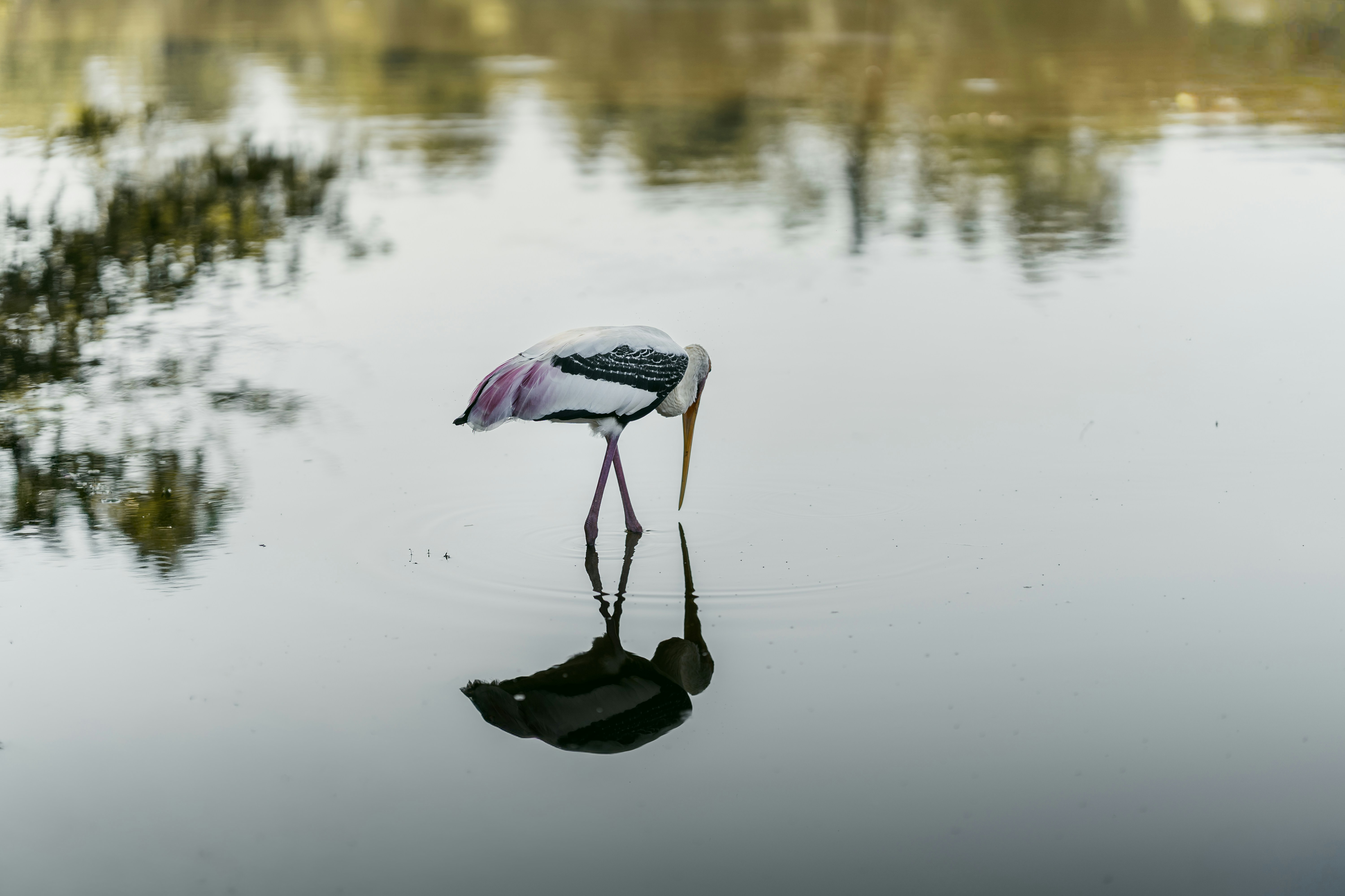 Reflected Heron: Stillness in a Quiet Pond