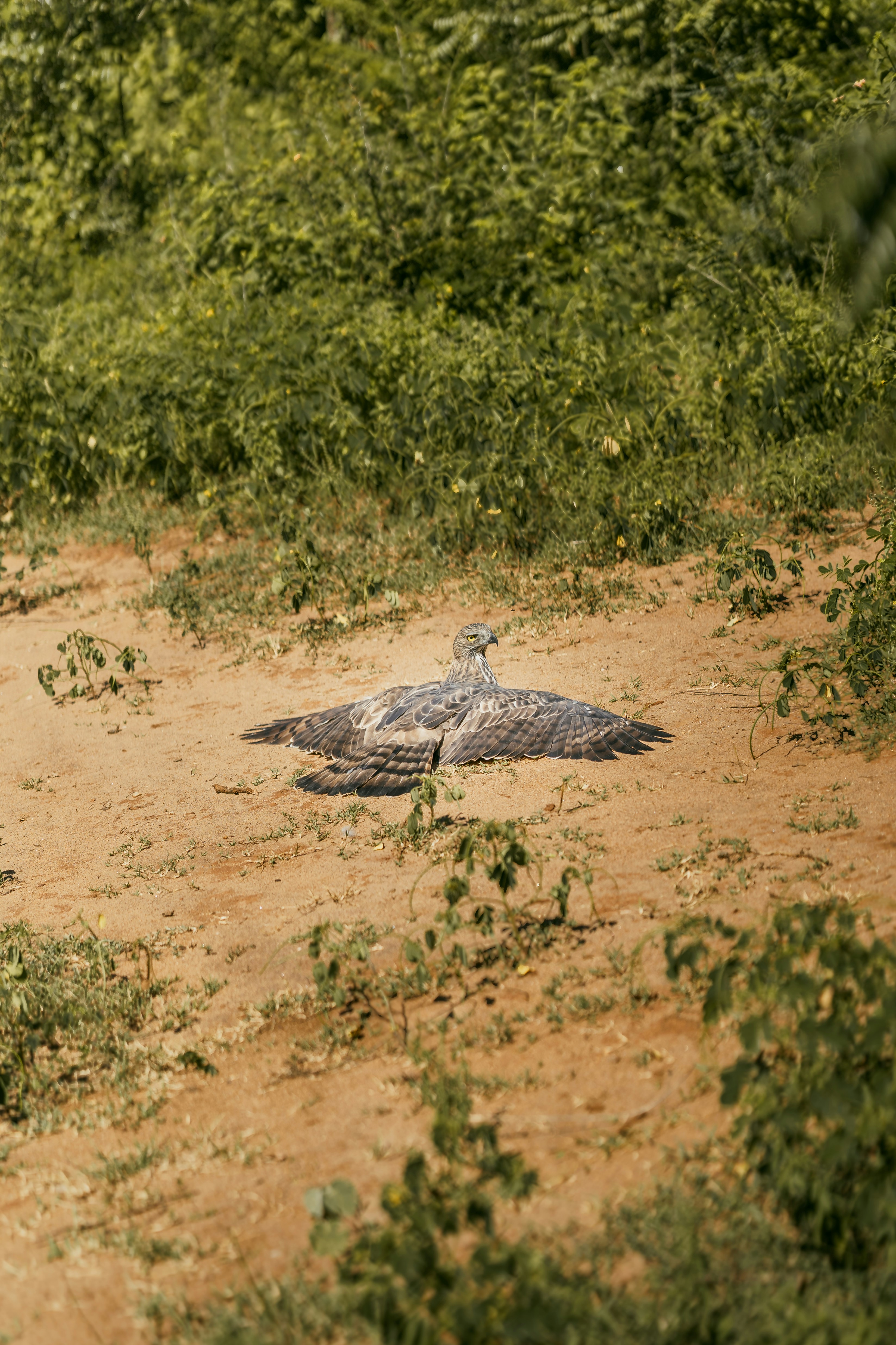 Grounded Wingbeat: A Sandgrouse Resting in Sunlit Field
