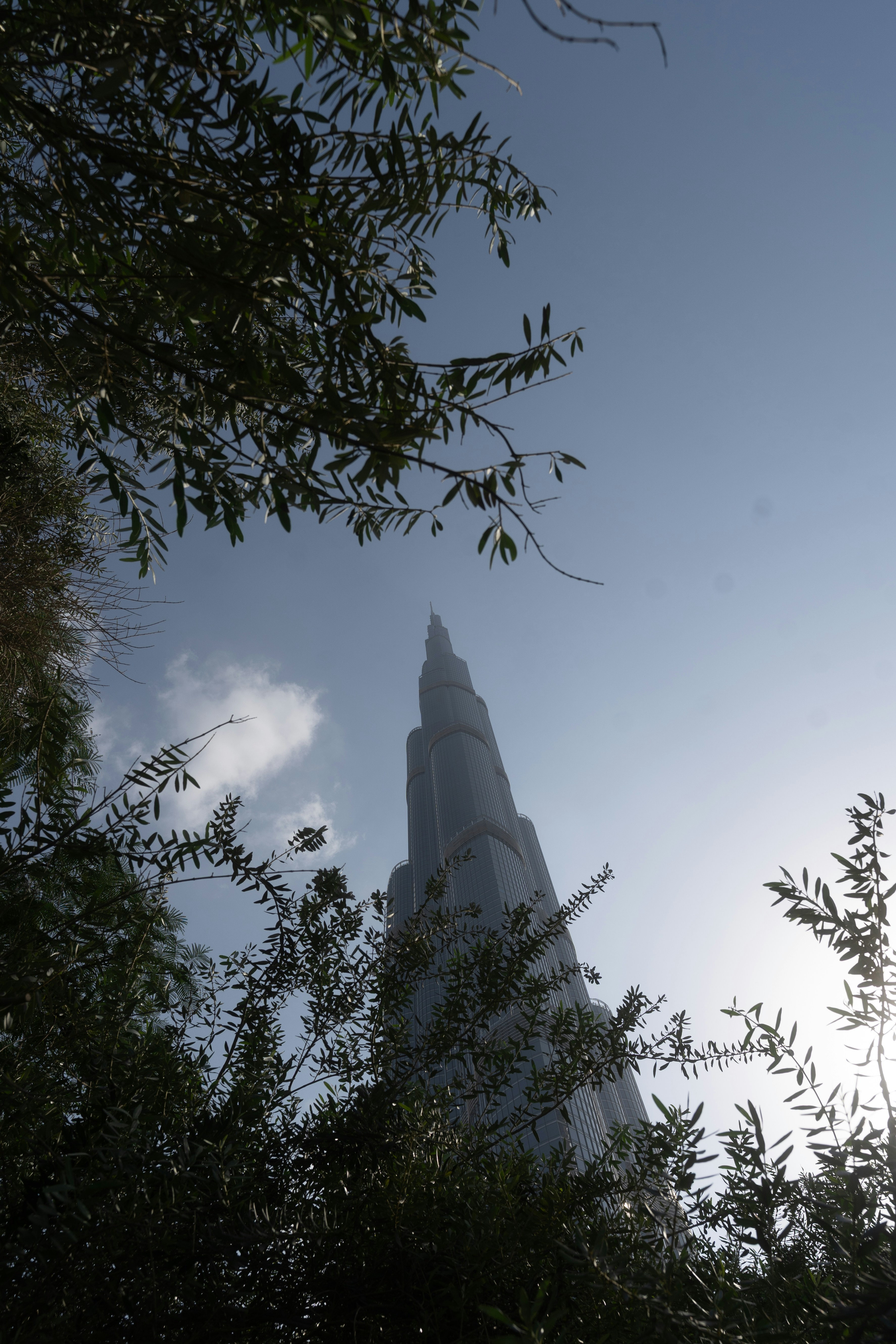 Skybound Needle: Buried in Foliage, Bursting with Light