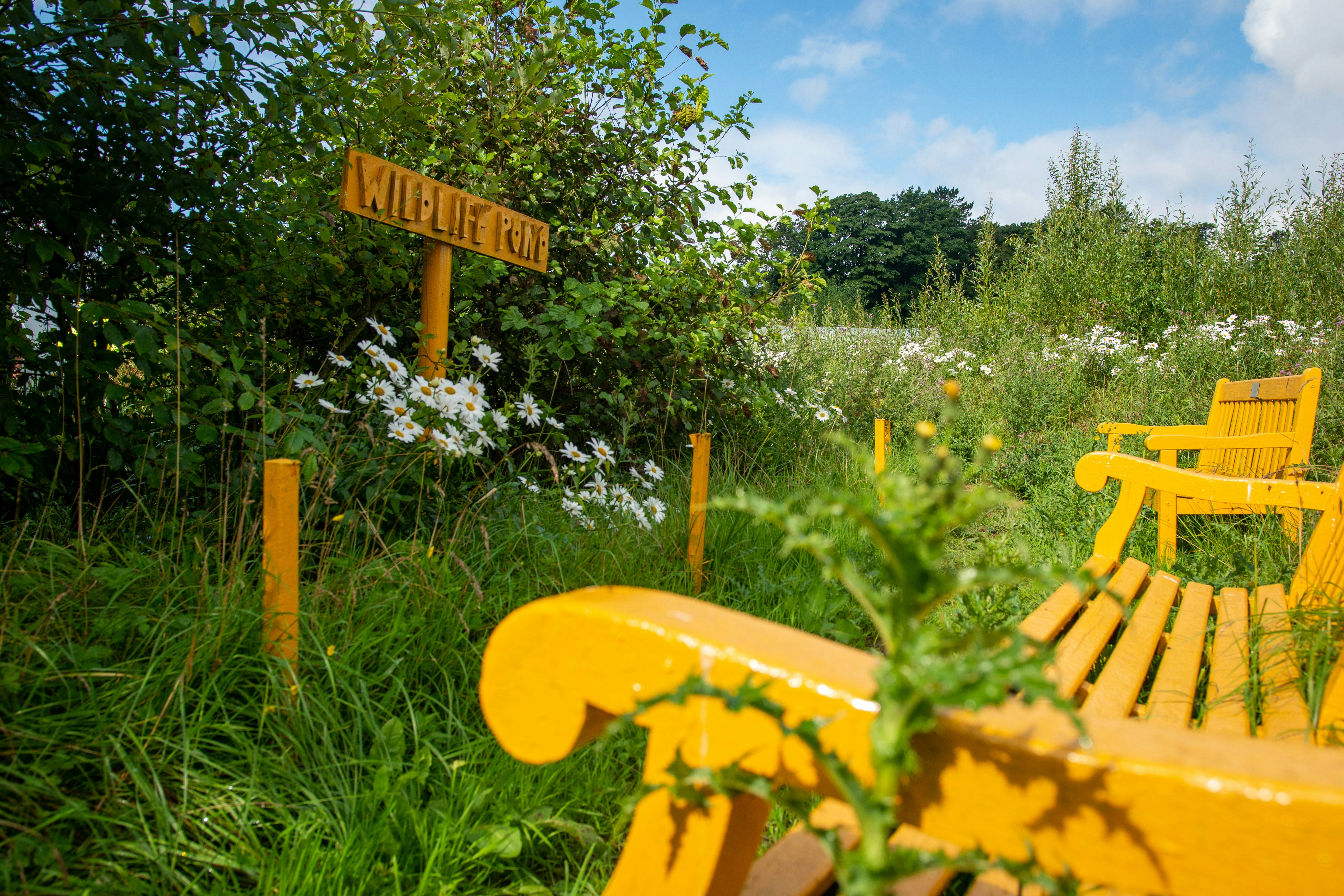 Yellow Garden Bench in a Sunlit Wildflower Path