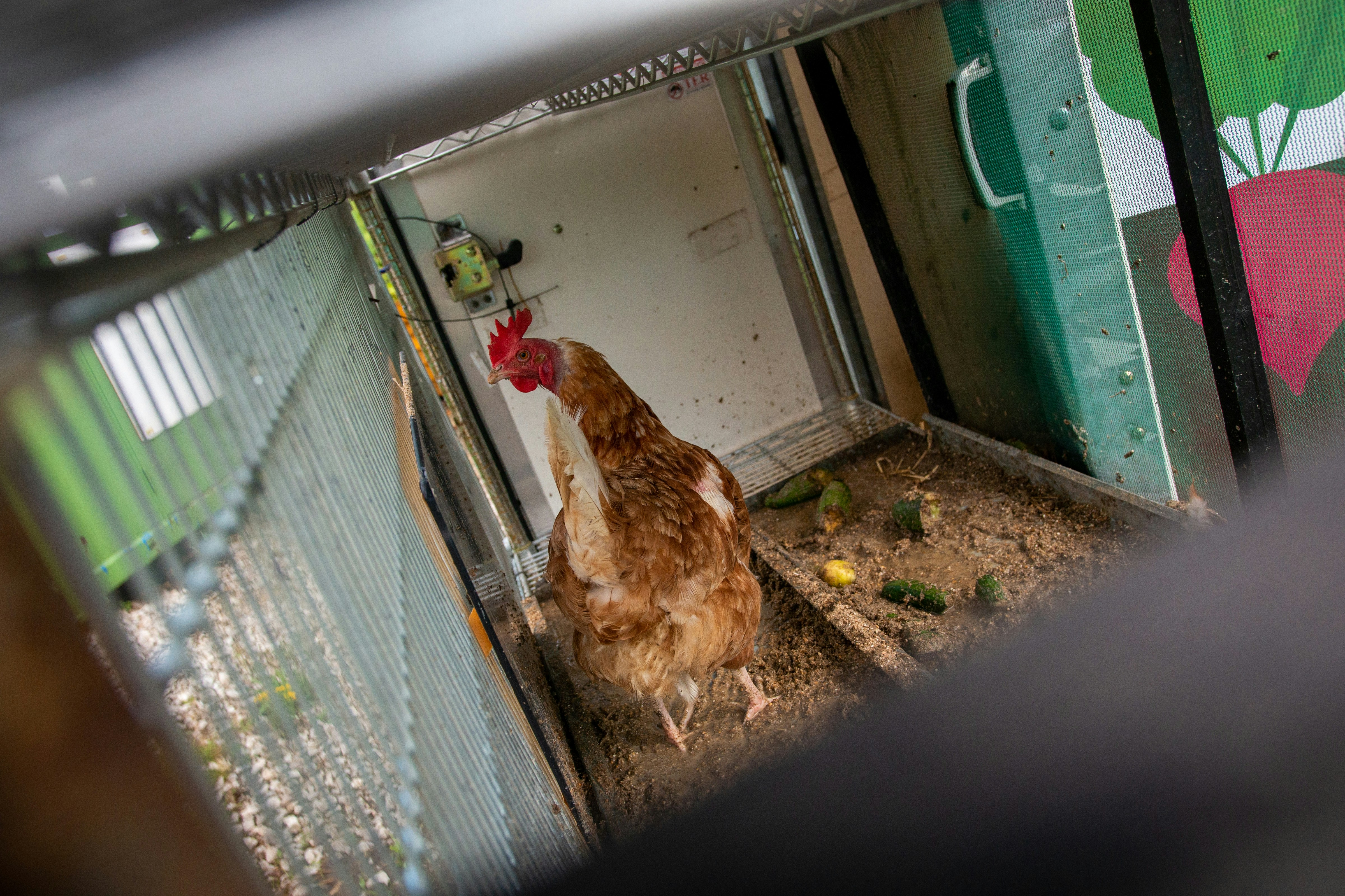 Chicken in a Coop Corridor framed by Fences