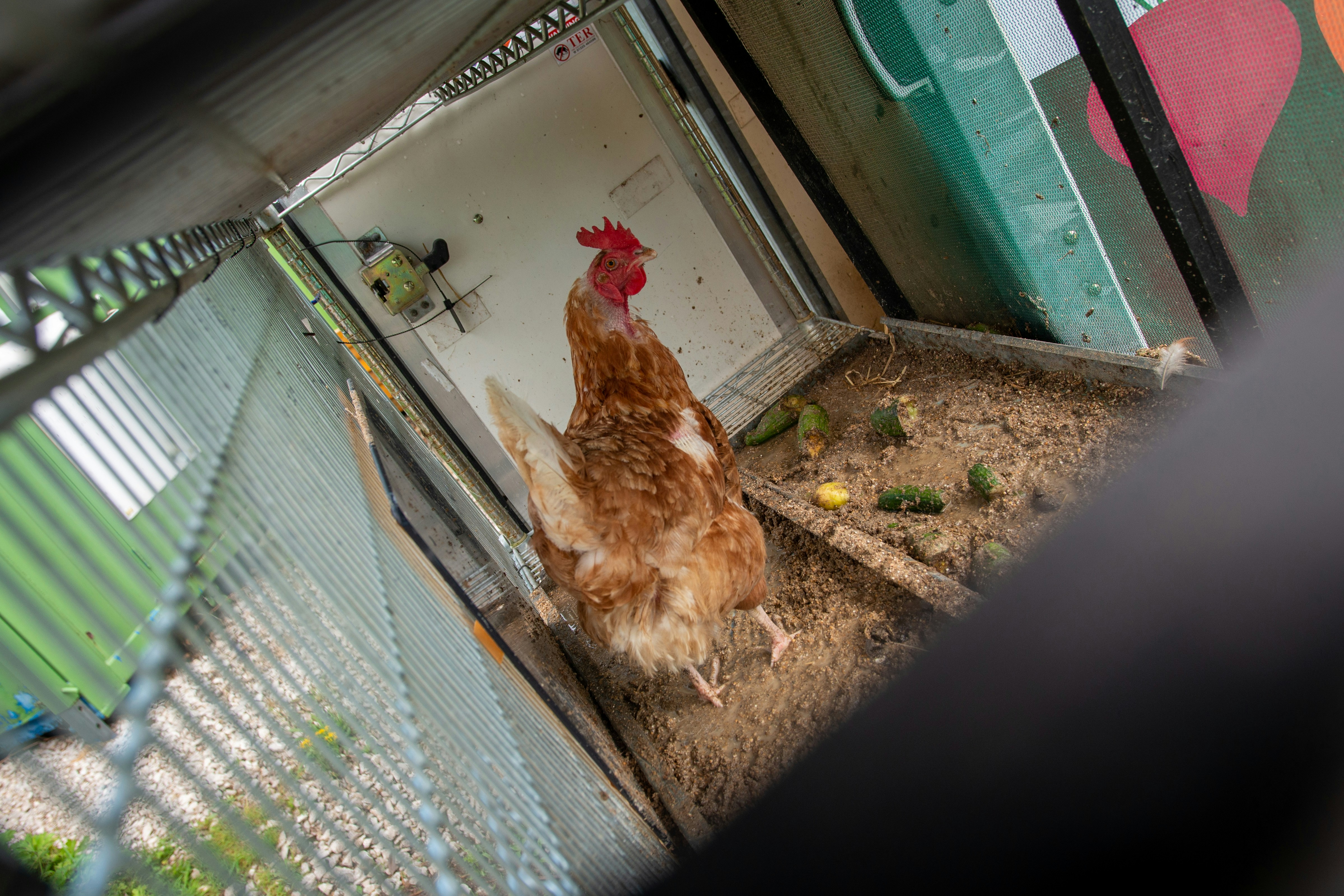 Rooster in a Coop: Close-Quarters Walkabout