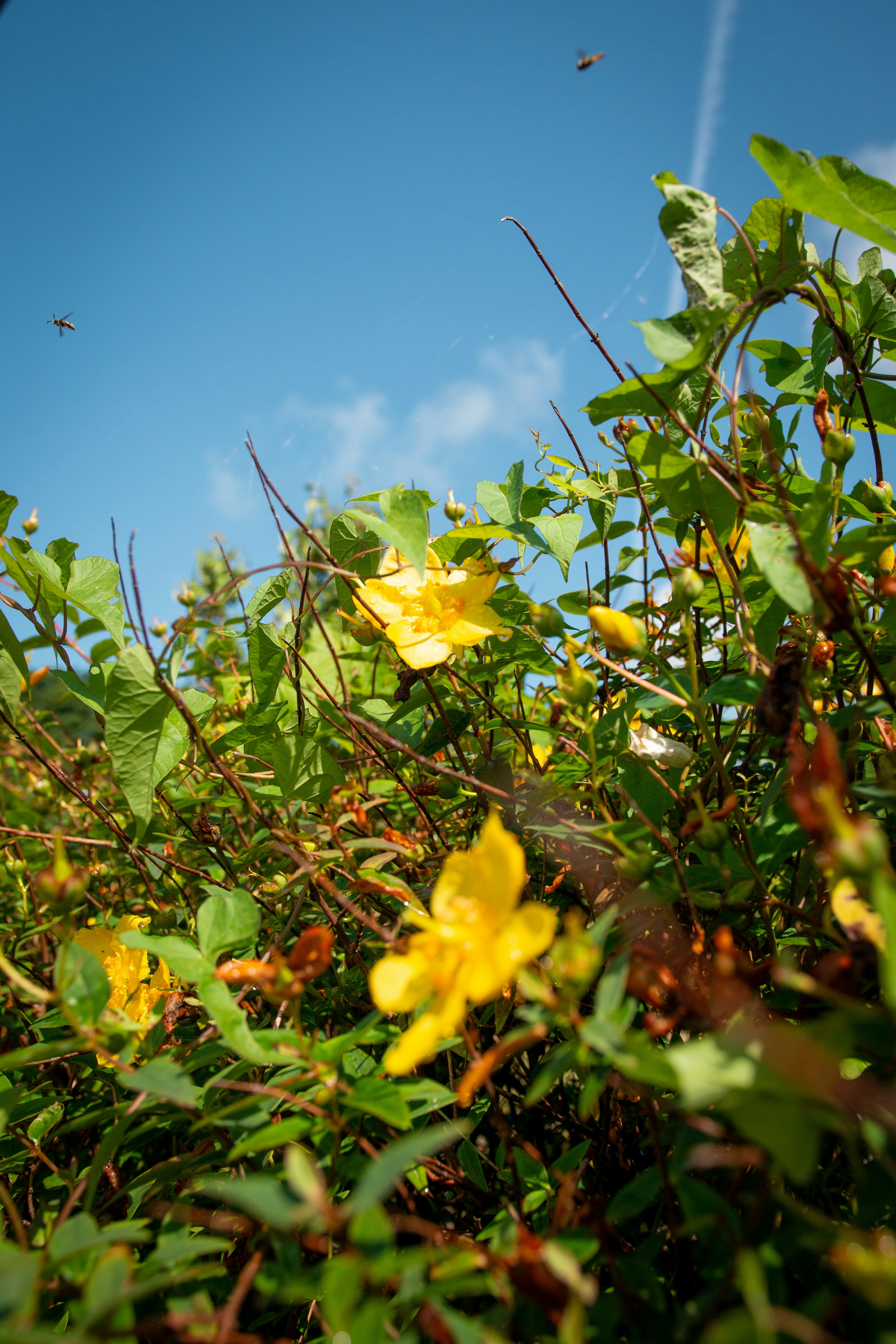 Sunlit Yellow Bloom Breaks Through Green Vines Under a Clear Blue Sky