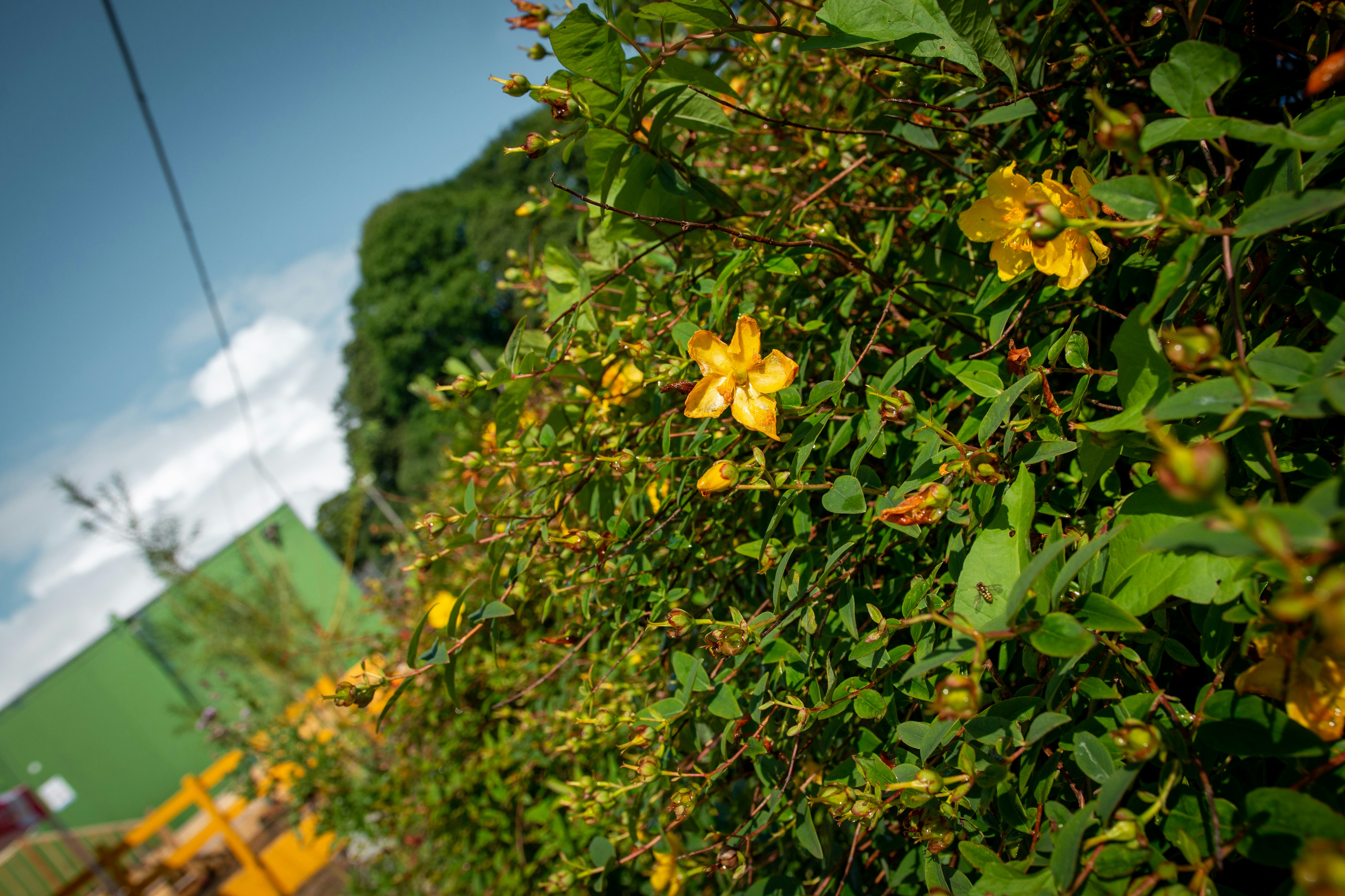 Golden Bloom in a Leafy Corridor