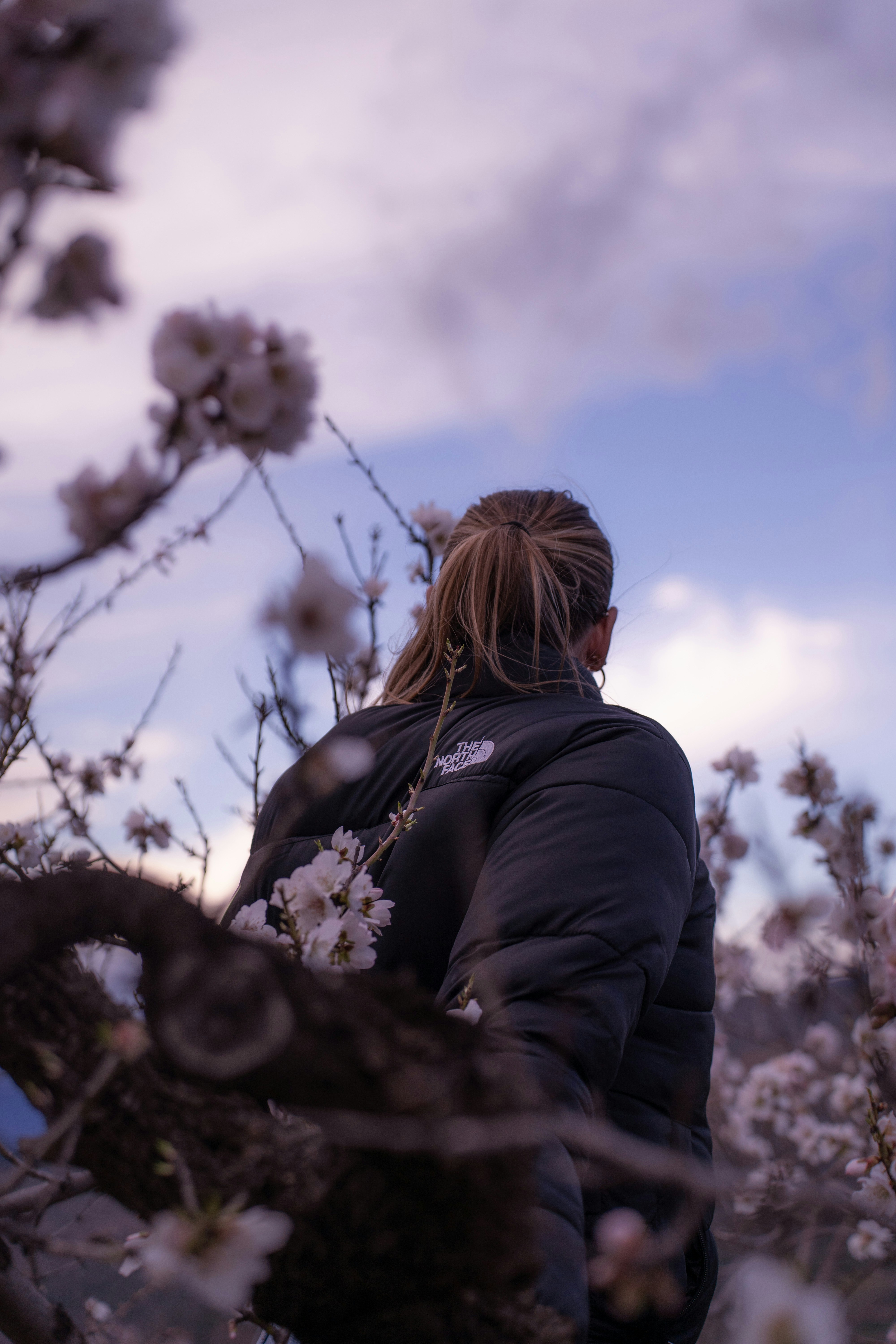 Blossoms, Backed by a Quiet Summit
