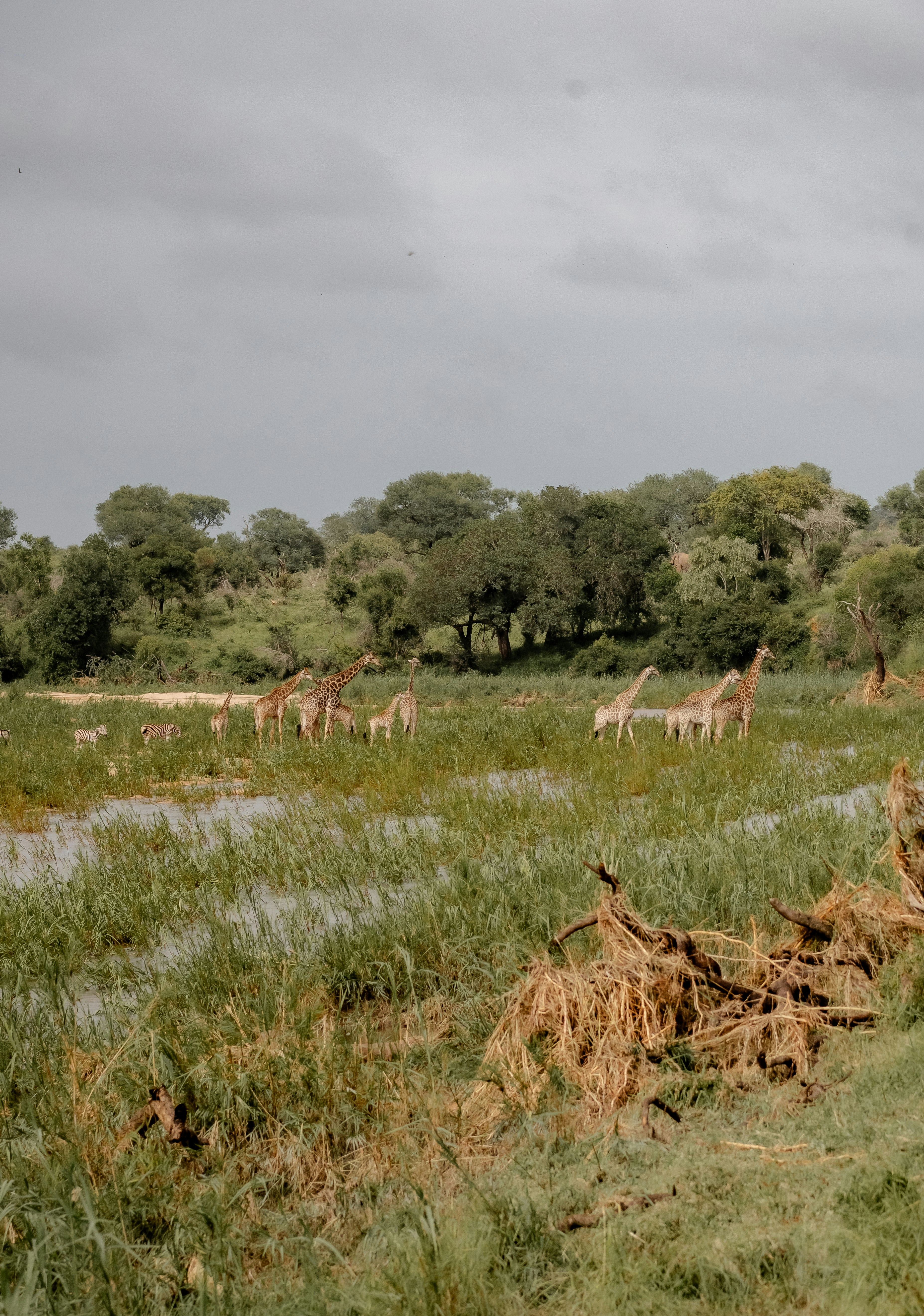 Giraffe Herd Crossing a Grassy Wetland Under An Overcast Sky