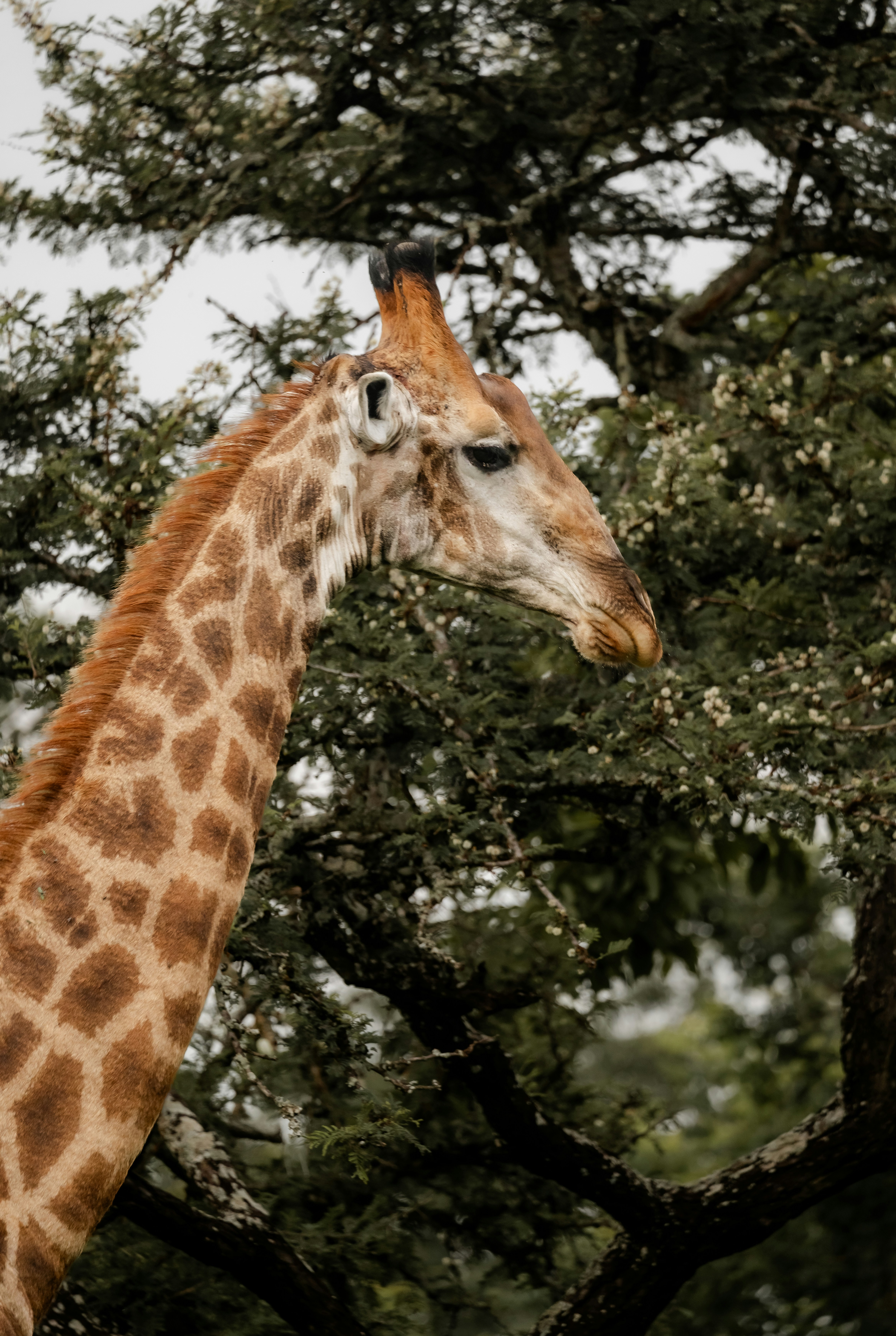 Giraffe in Profile: Seasoned Silence Among Green Branches