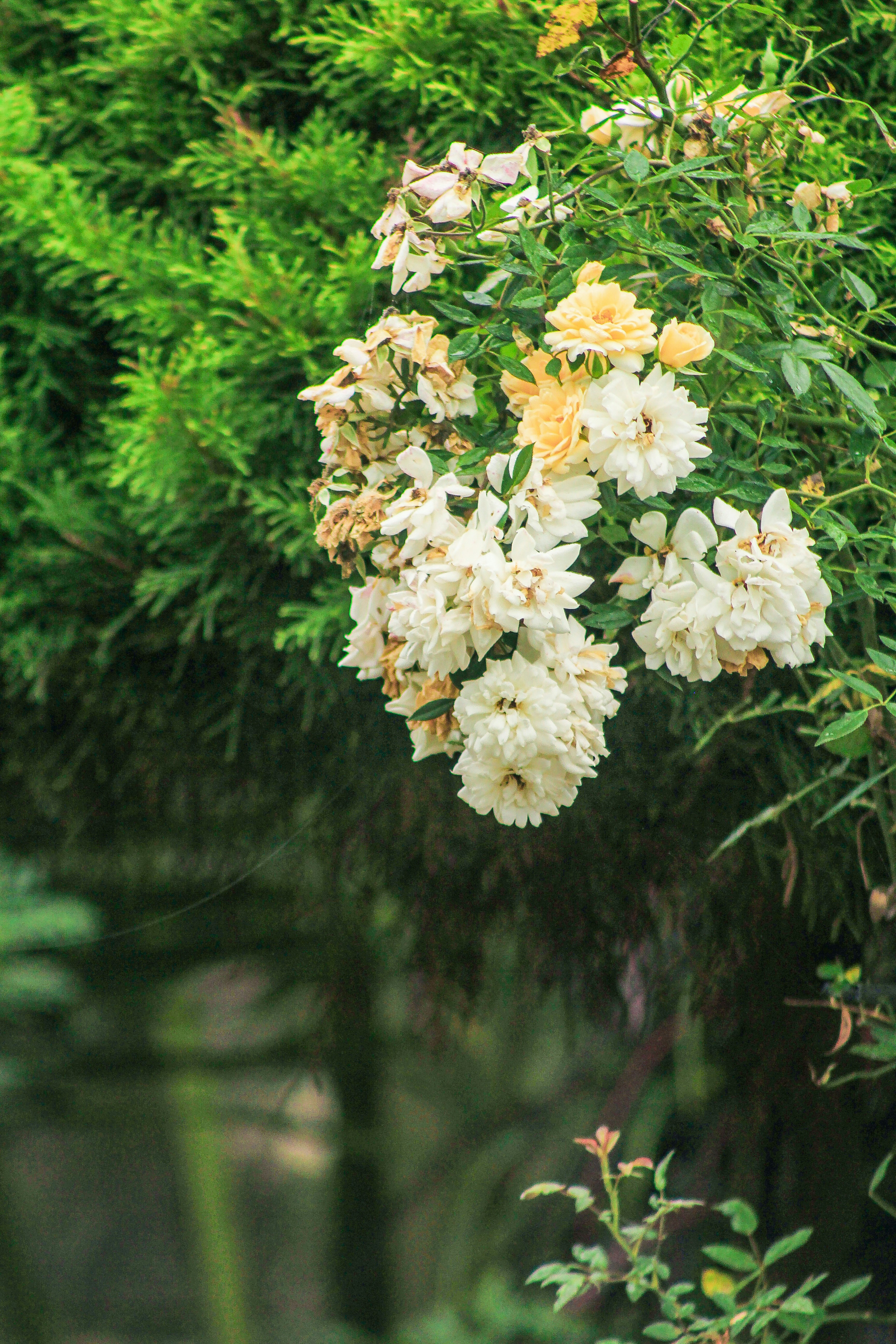 Creamy cluster of roses receiving soft garden light
