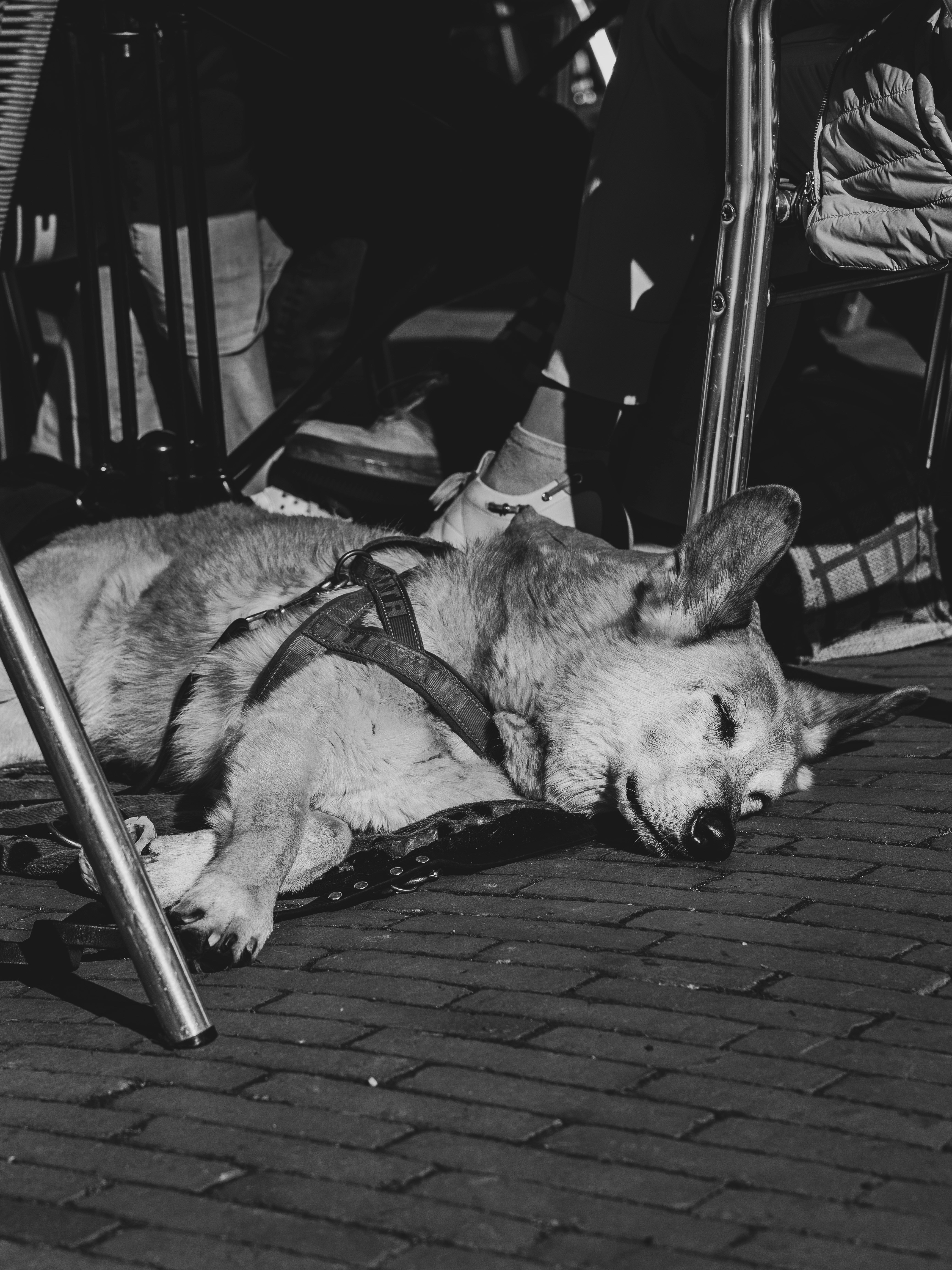Sleeping Traveler's Guardian: a Black-and-White Moment on the Brick