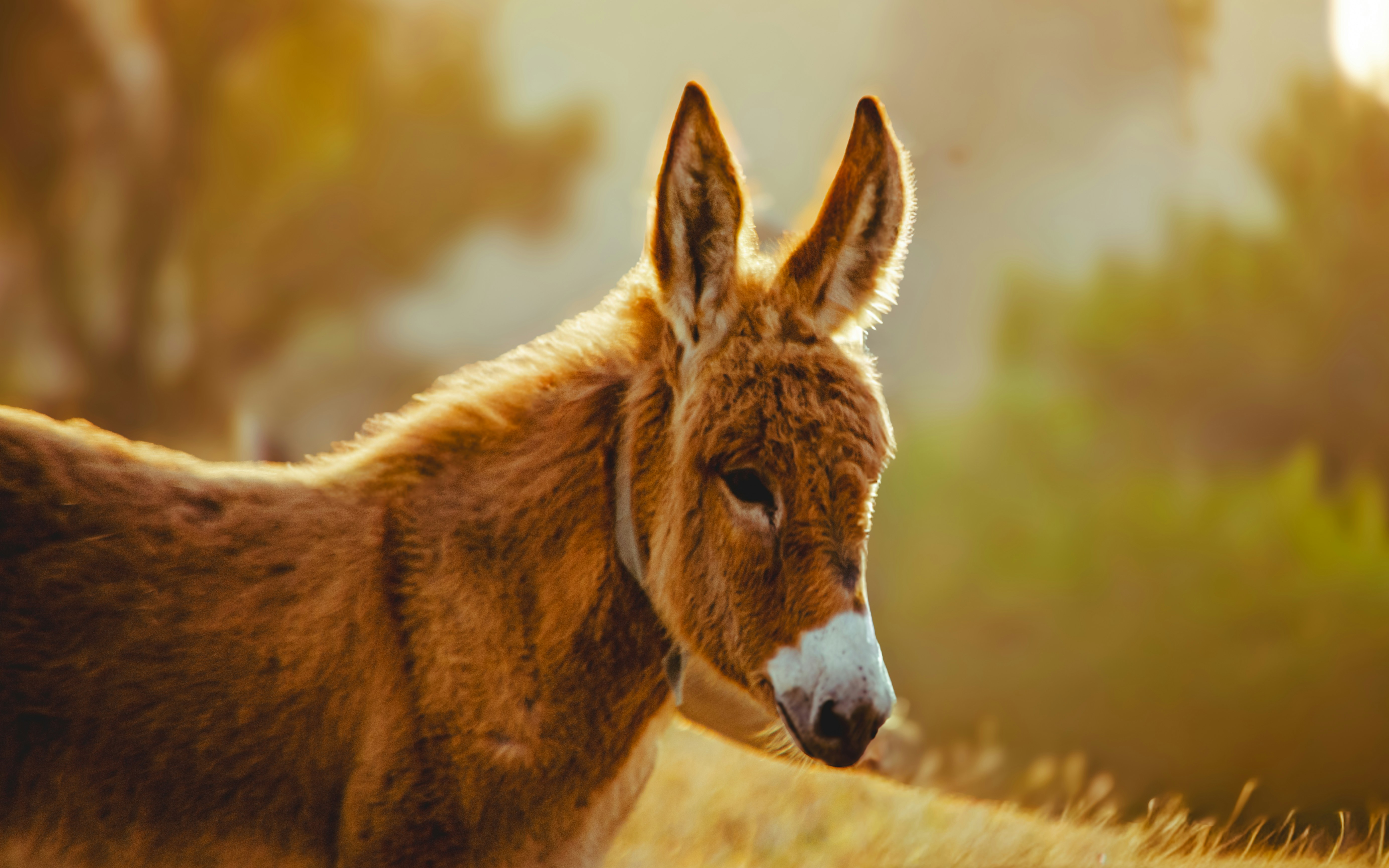 Golden Hour Donkey Gaze
