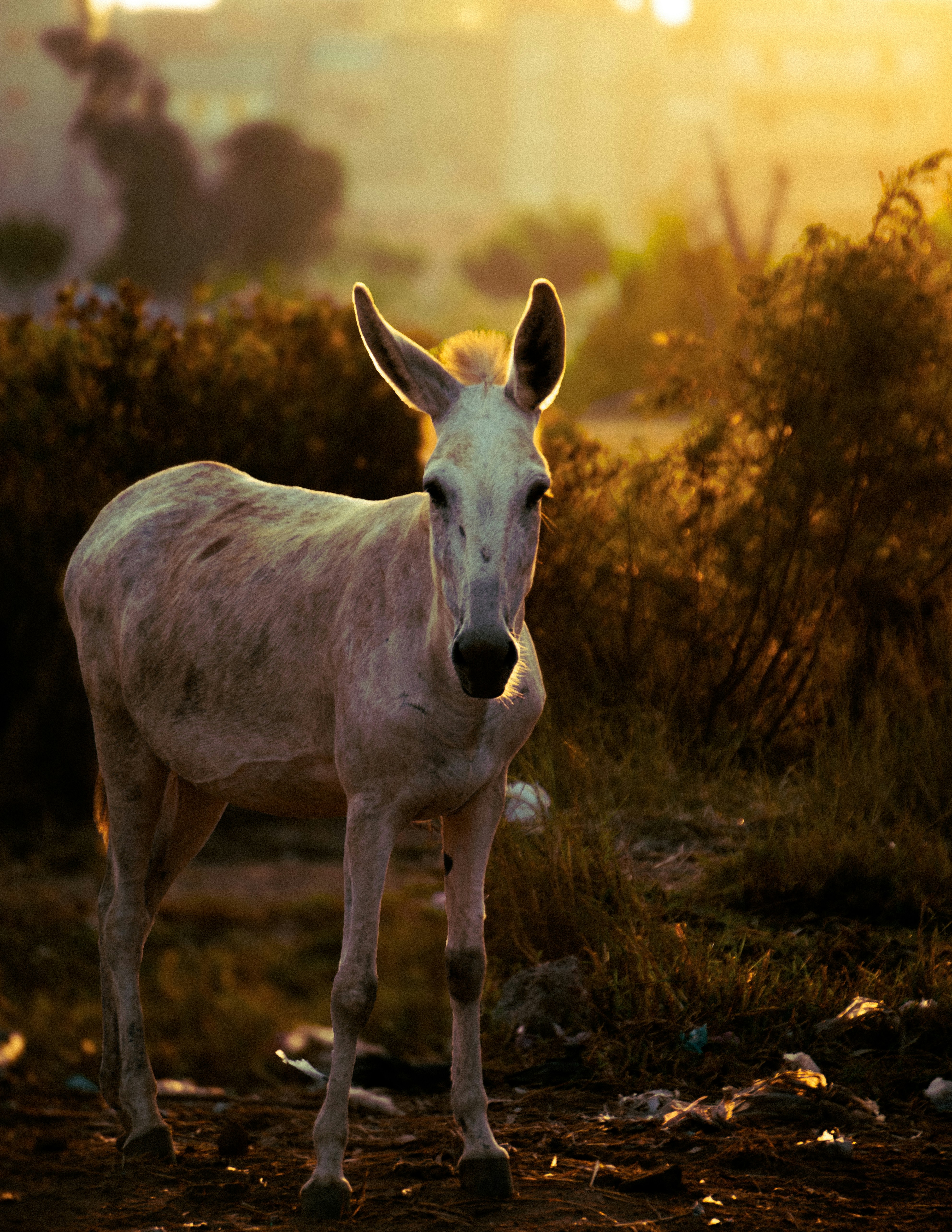 Golden Hour Guard: A White Either-White Foal in Warm Backlight