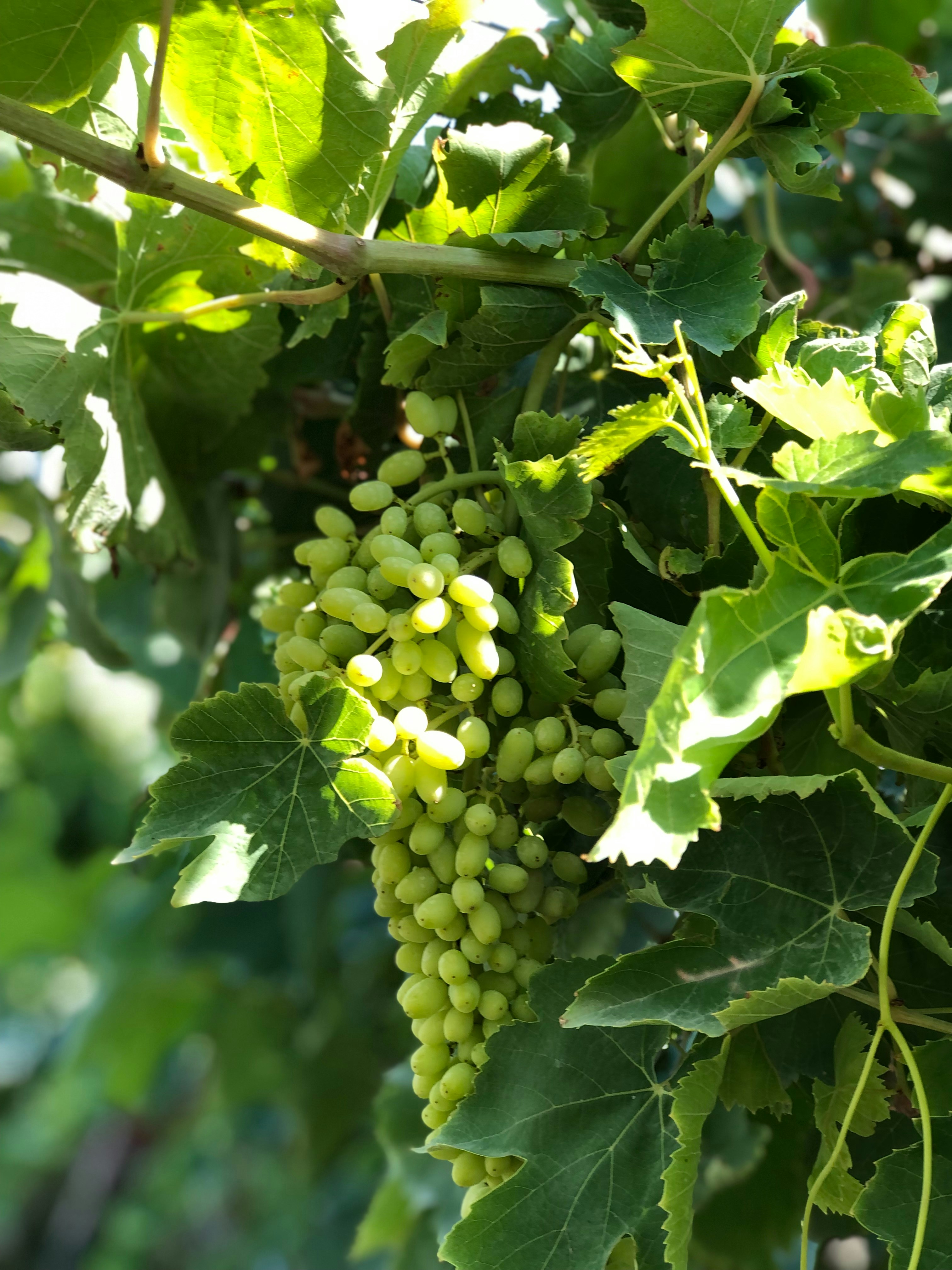 Green grape cluster hanging among broad serrated leaves on a sunlit vine.