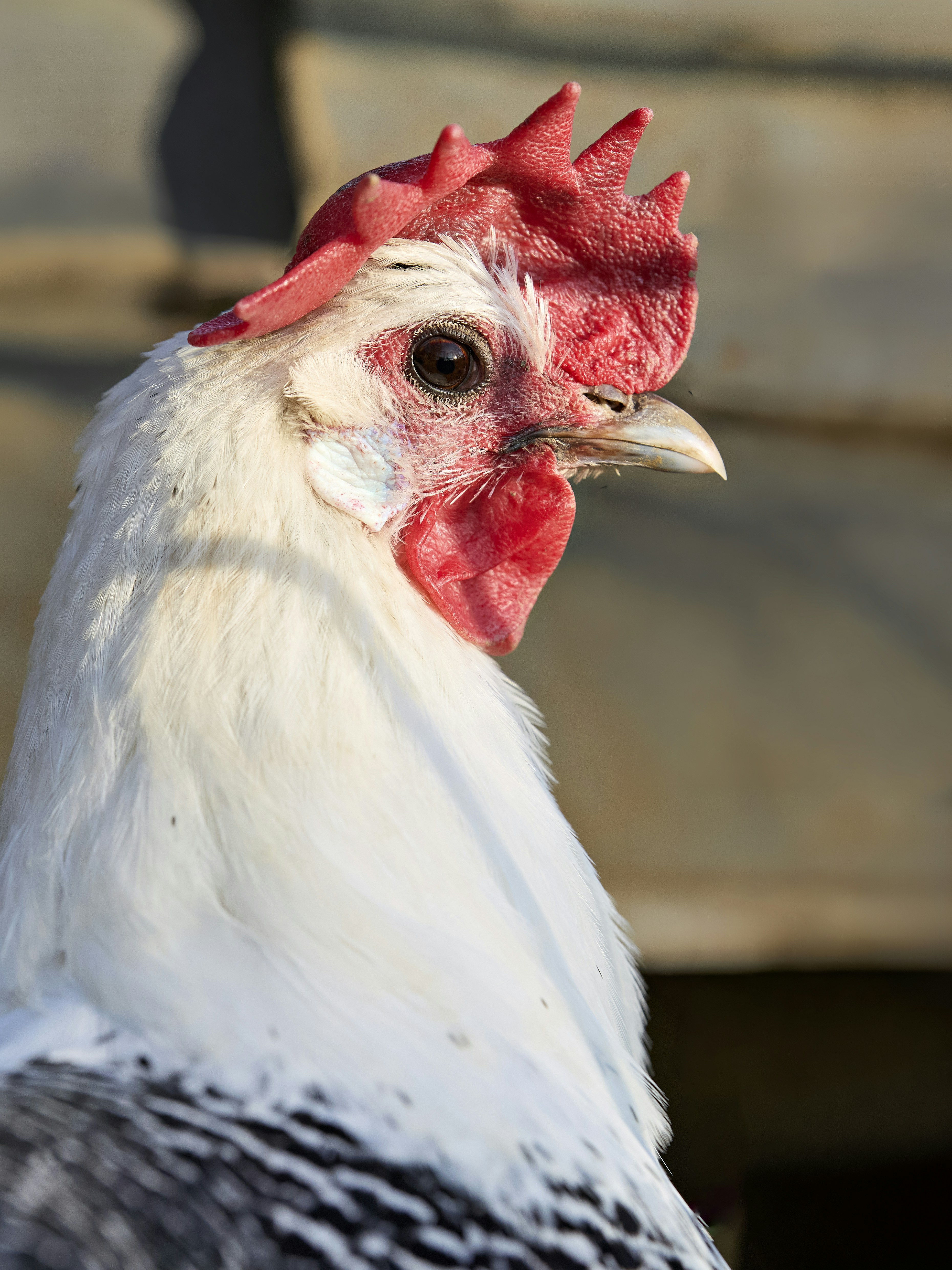 Portrait of a White Hen with Red Comb in Warm Sunlight