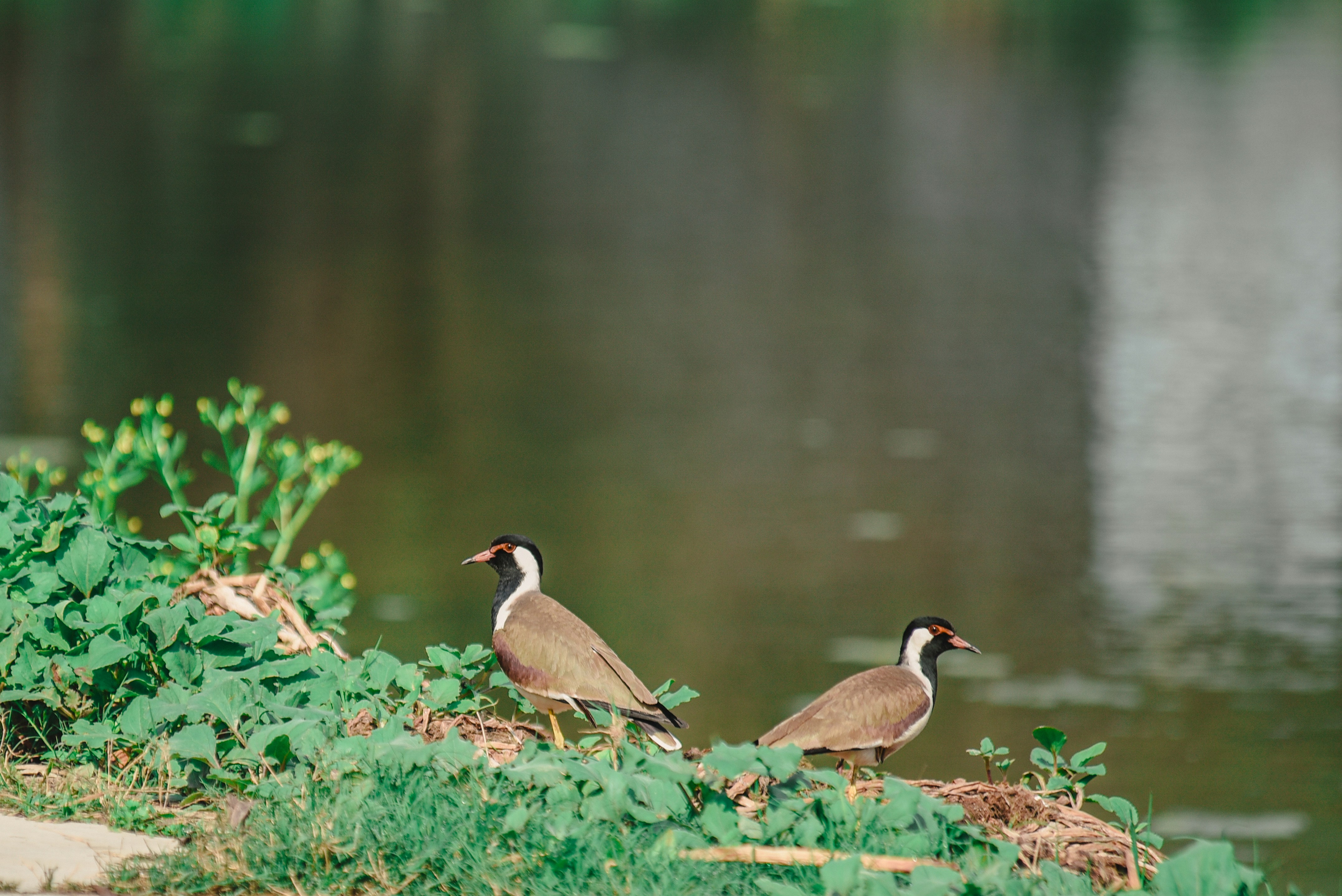 Two Black-necked Stilts by the Water’s Edge