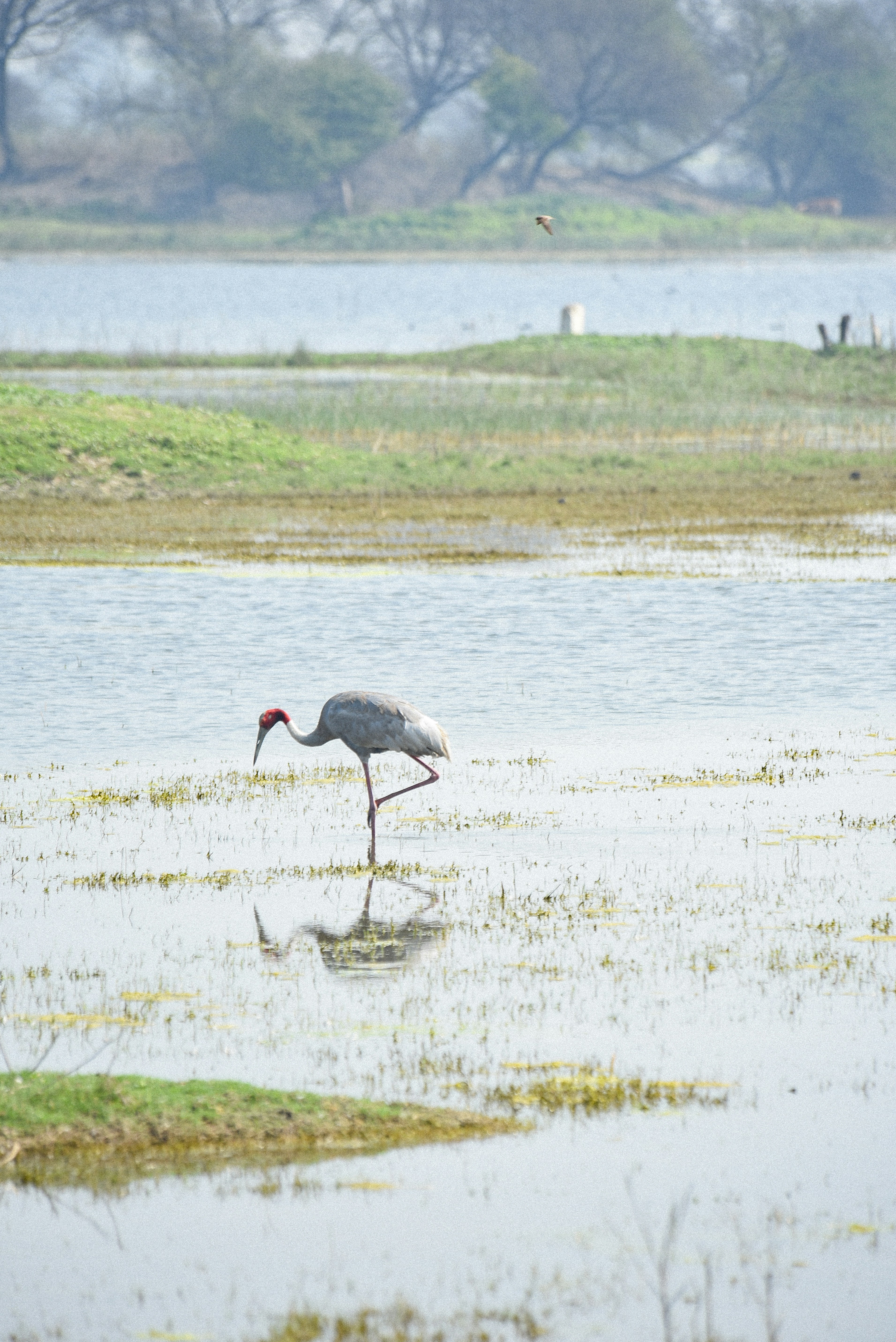 Graceful Flamingo in a Quiet Wetland Corridor