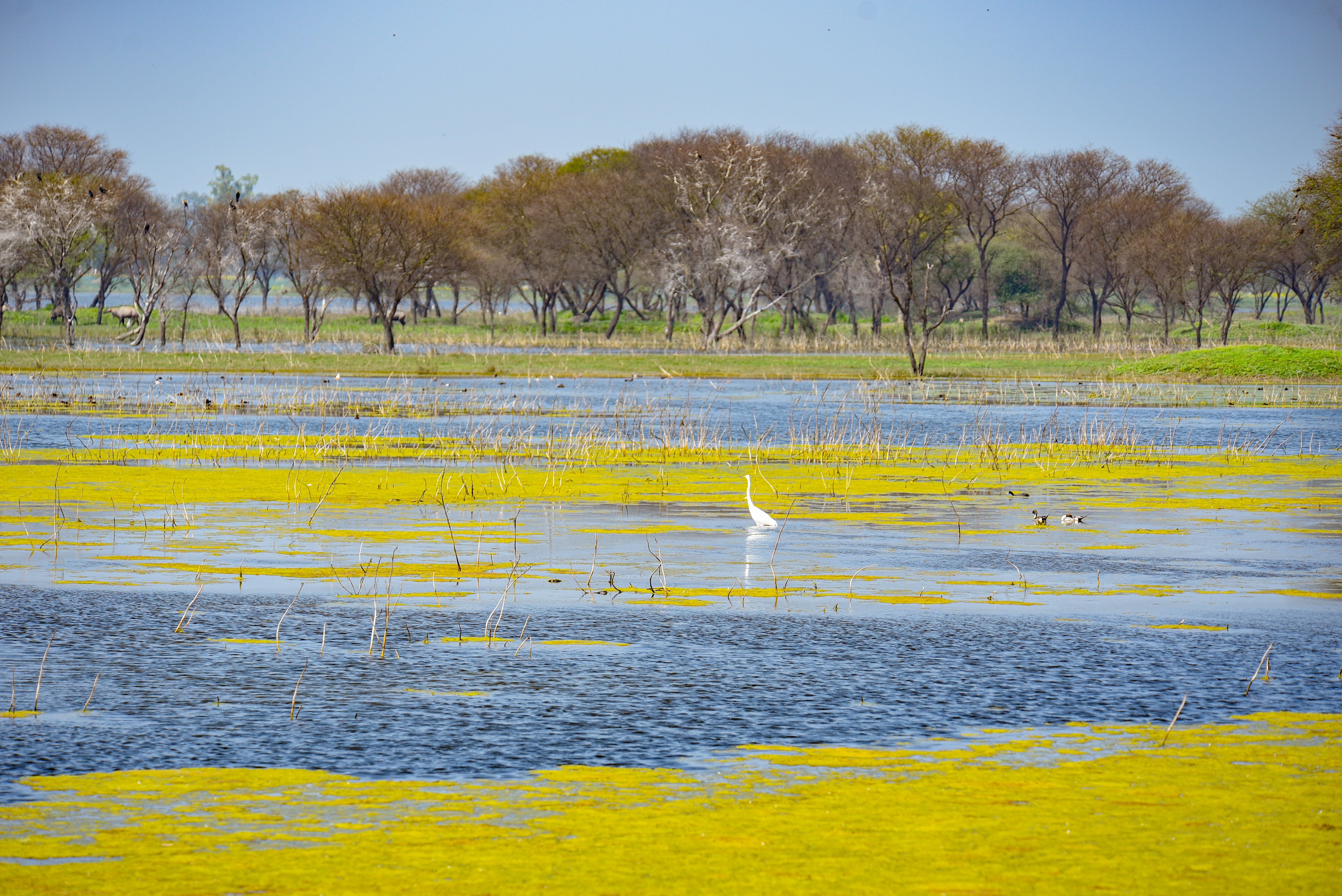 White Heron Amid Yellow and Blue Wetland Corridors