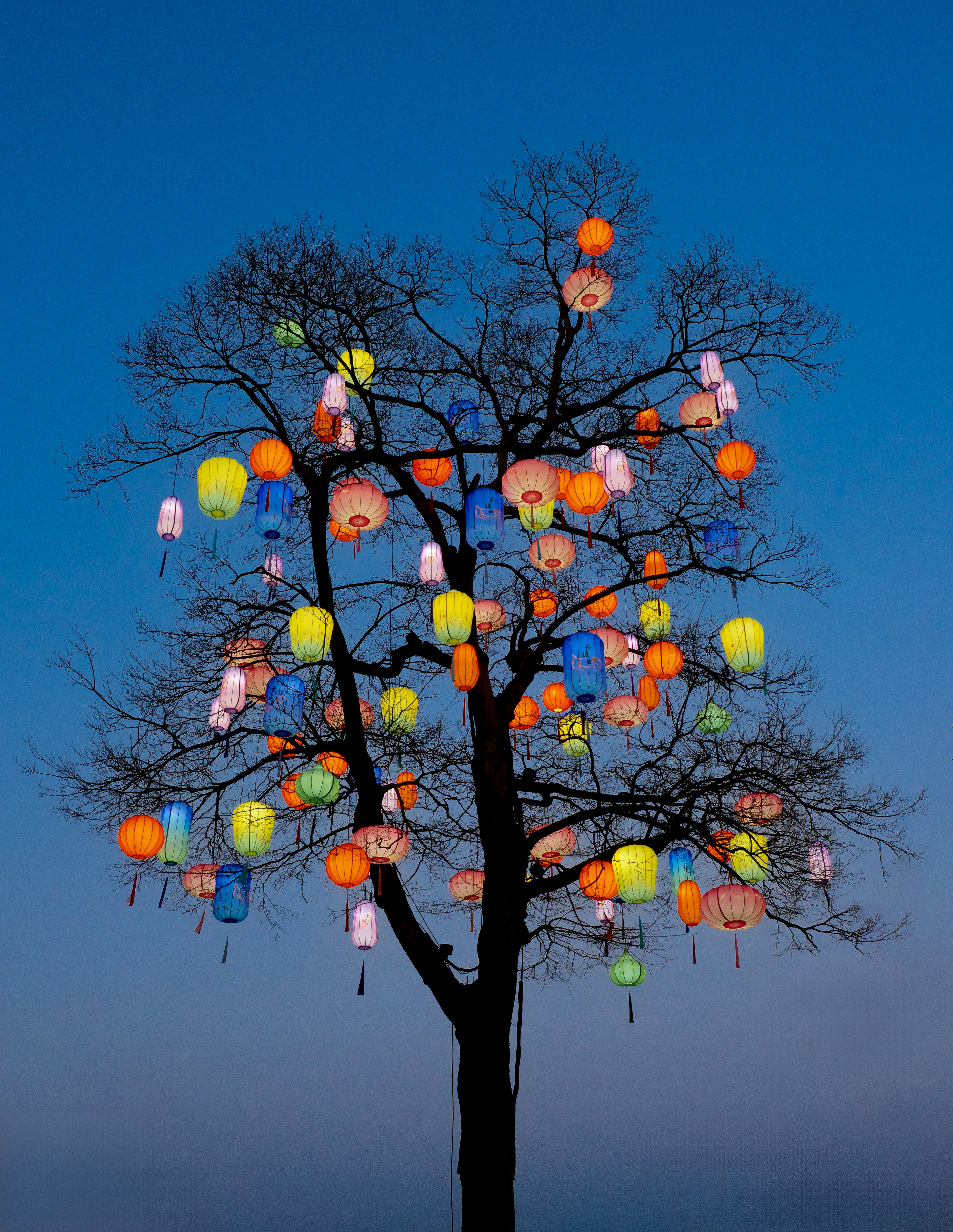 spring featival lanterns on the tree