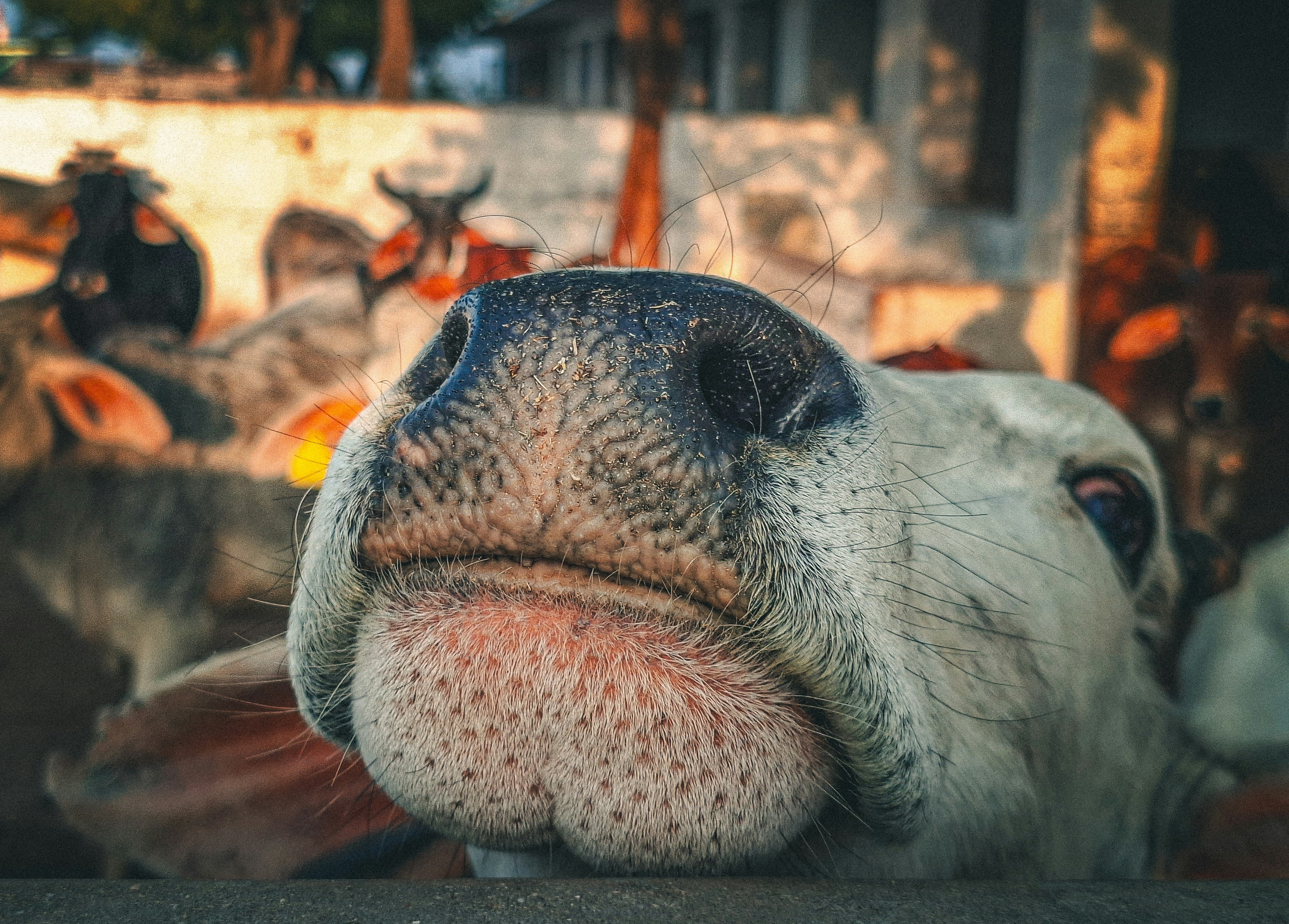 Close-up of a cow's nose and face.