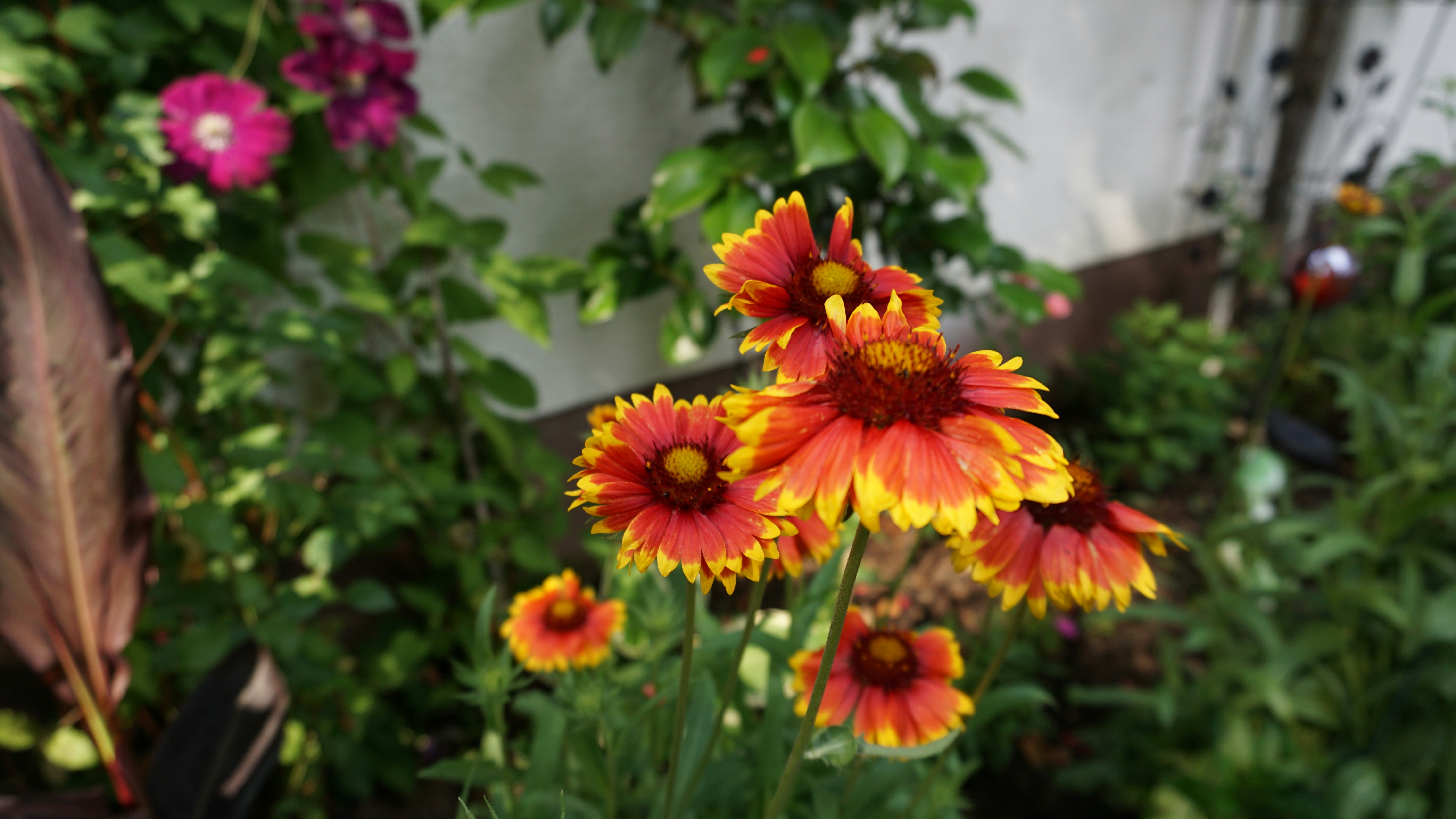 Sunlit Floret Constellation in a Quiet Garden