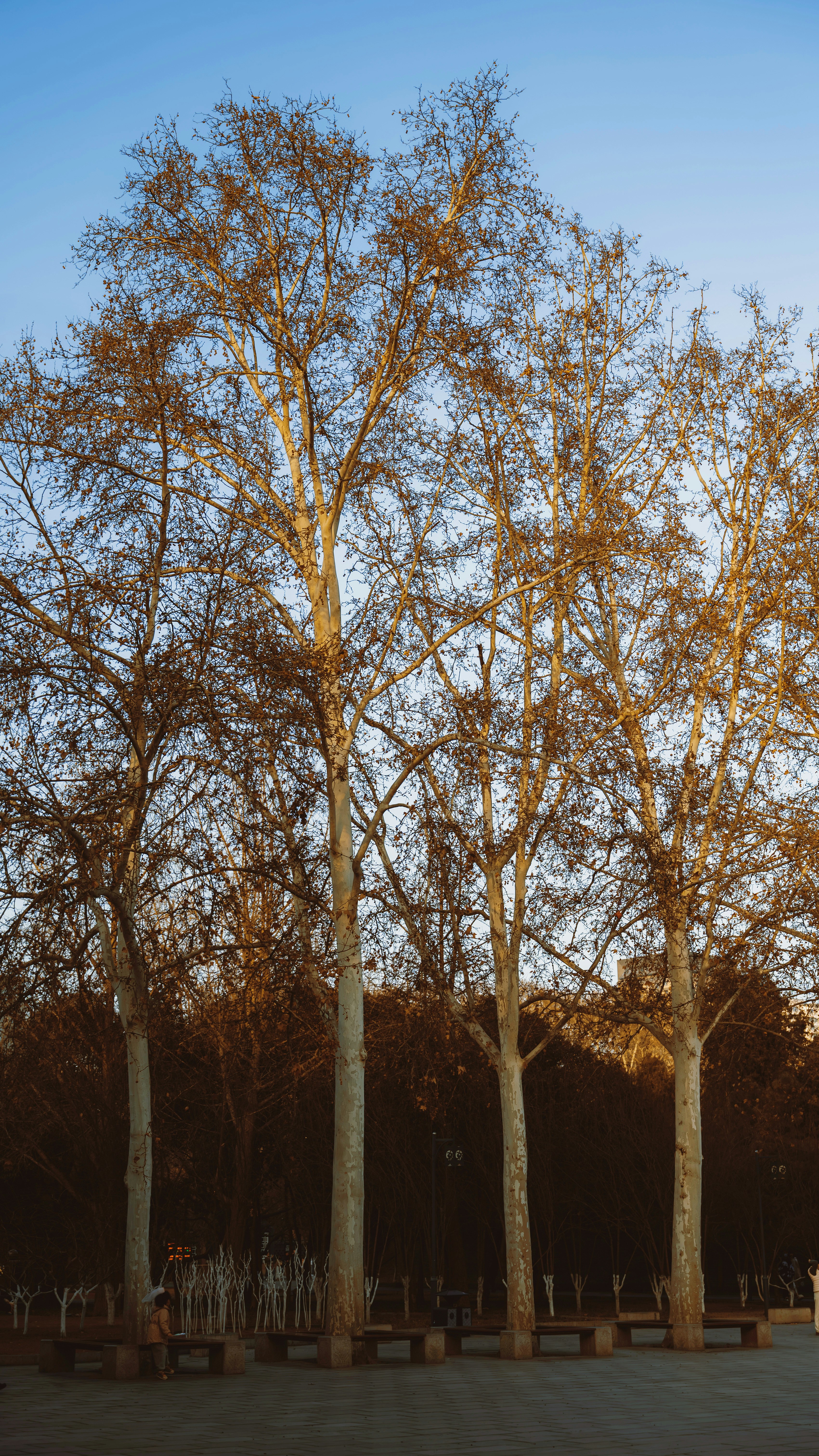Winter Avenue of Silent Giants