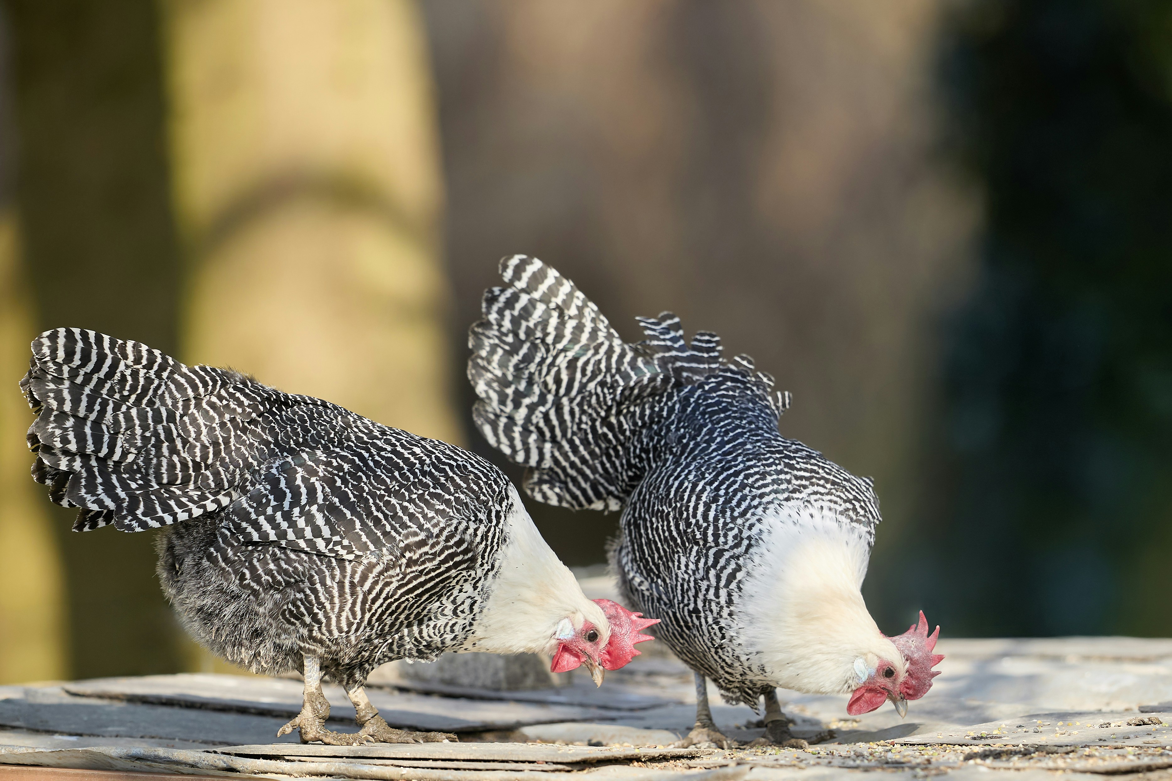 Two Strutting Barred Gals Under Dappled Light