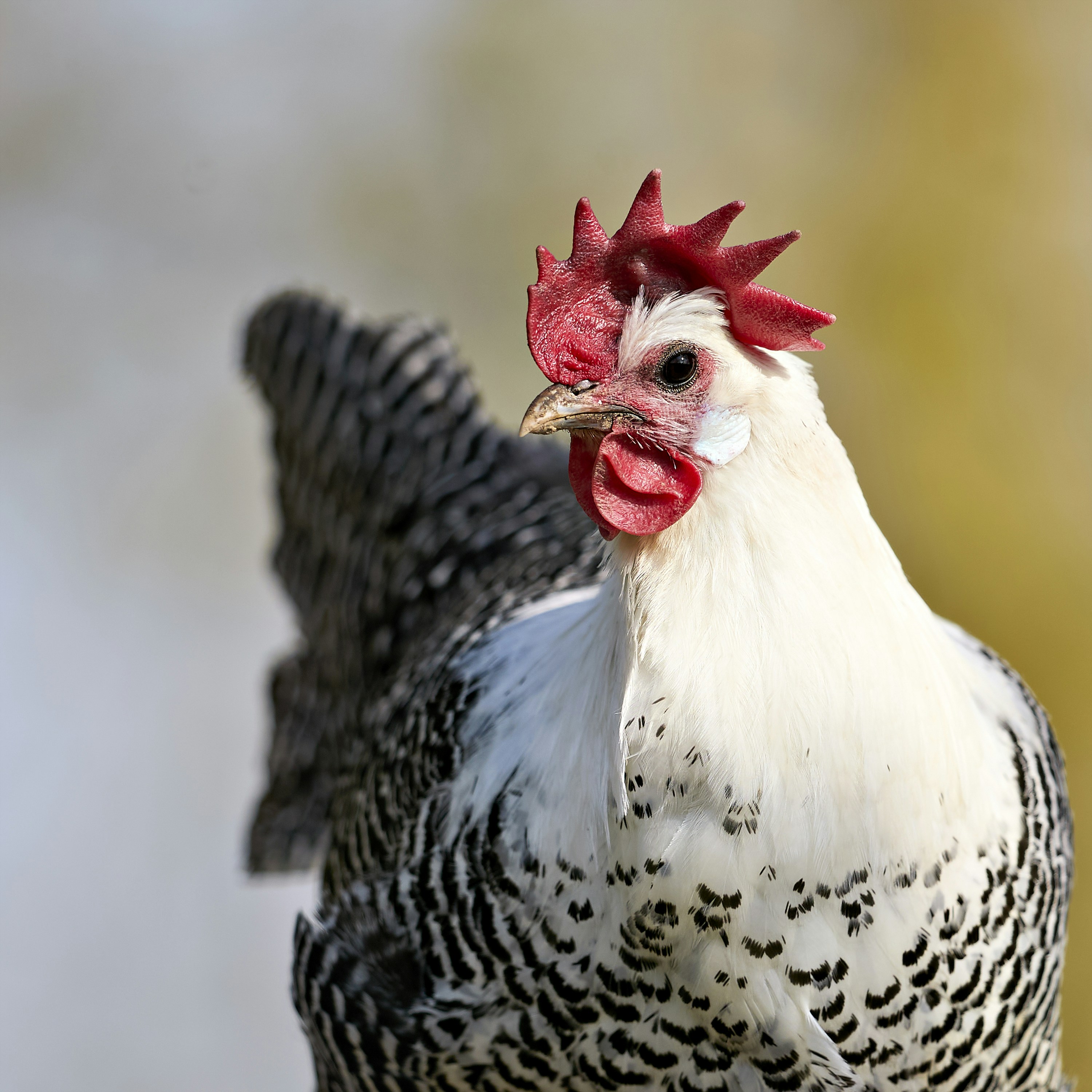 Regal Rooster Portrait: Crowned in Light