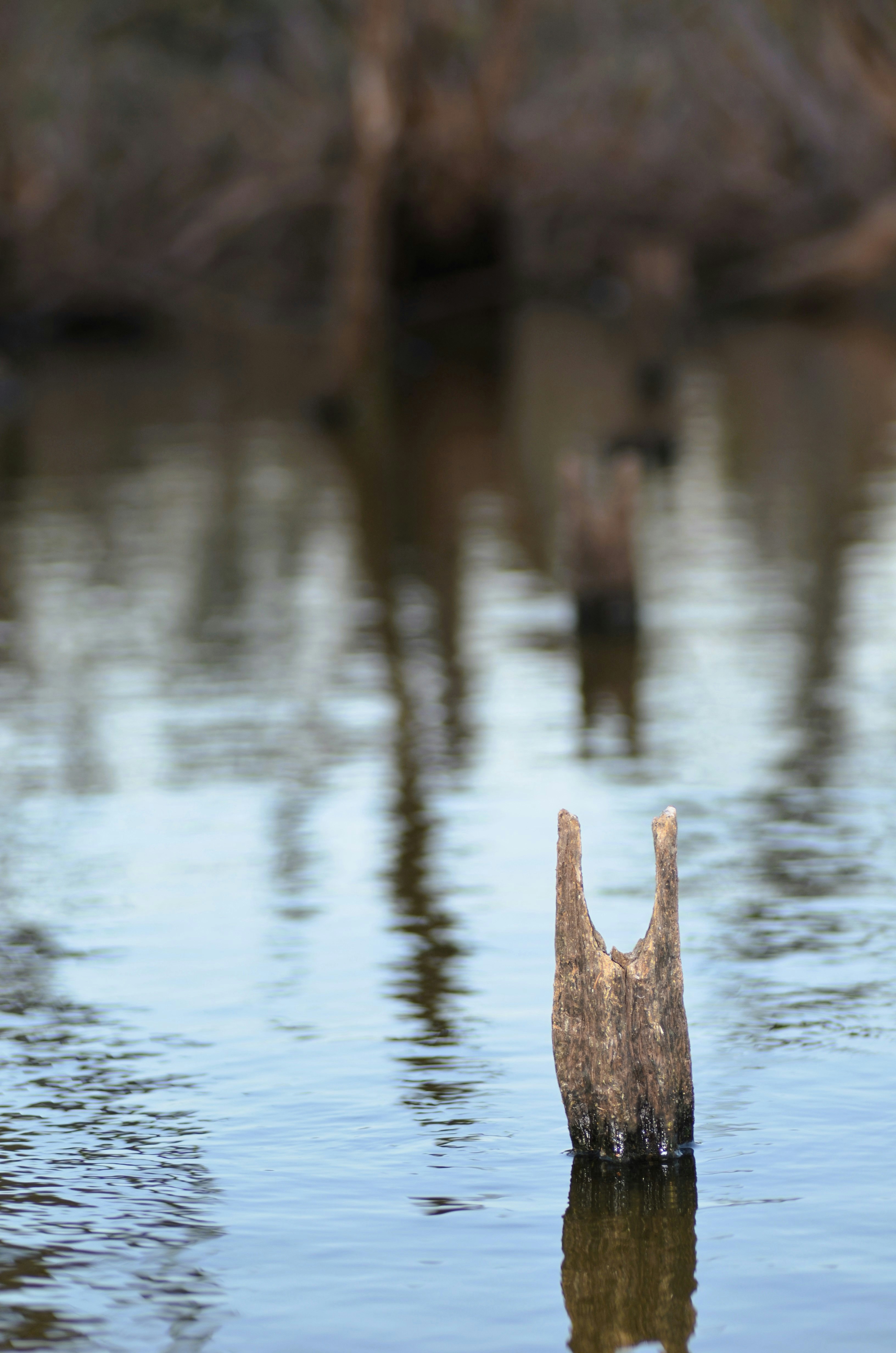 Weathered stump emerging from still water under a quiet lakeside canopy