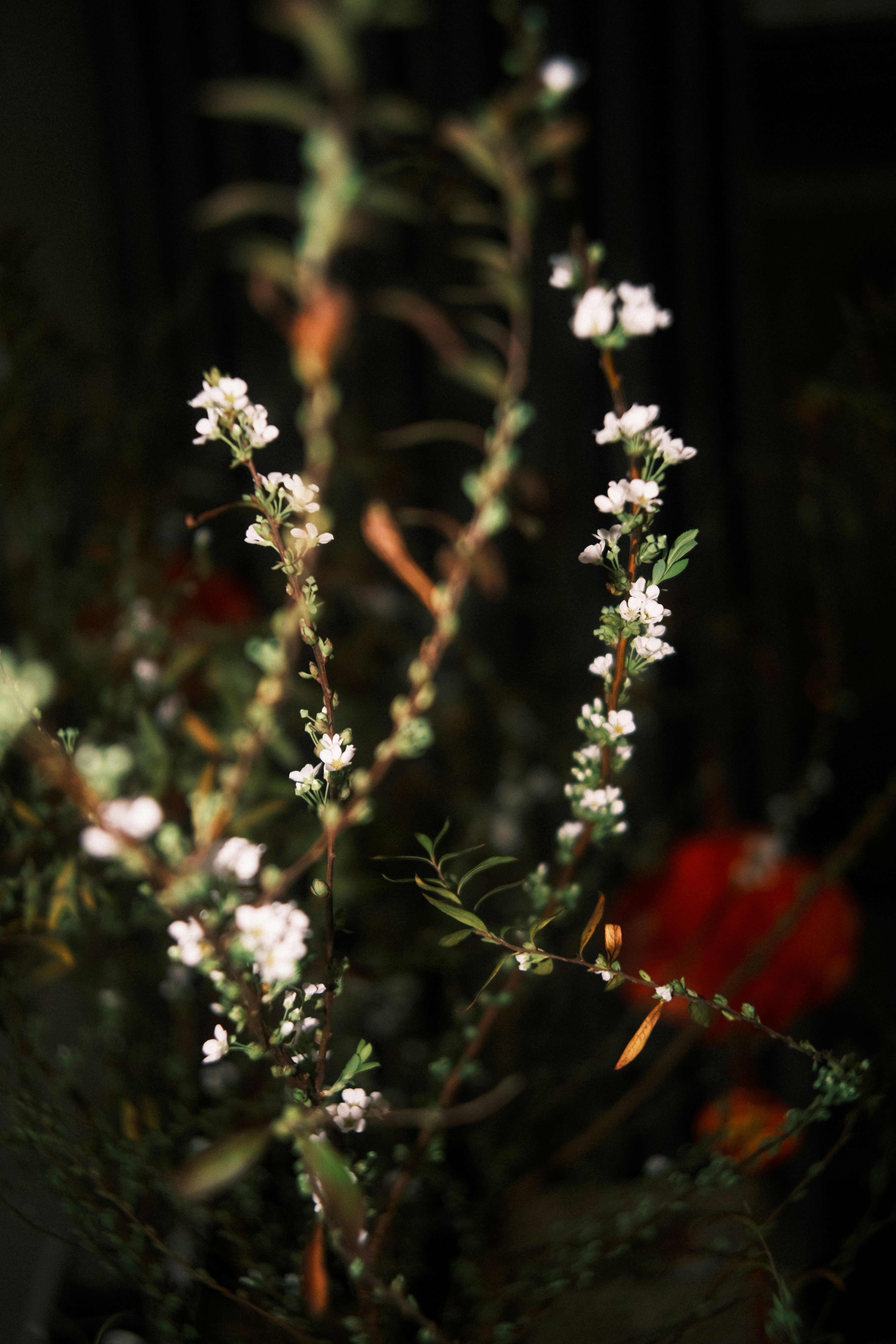 In Stems of Quiet Bloom