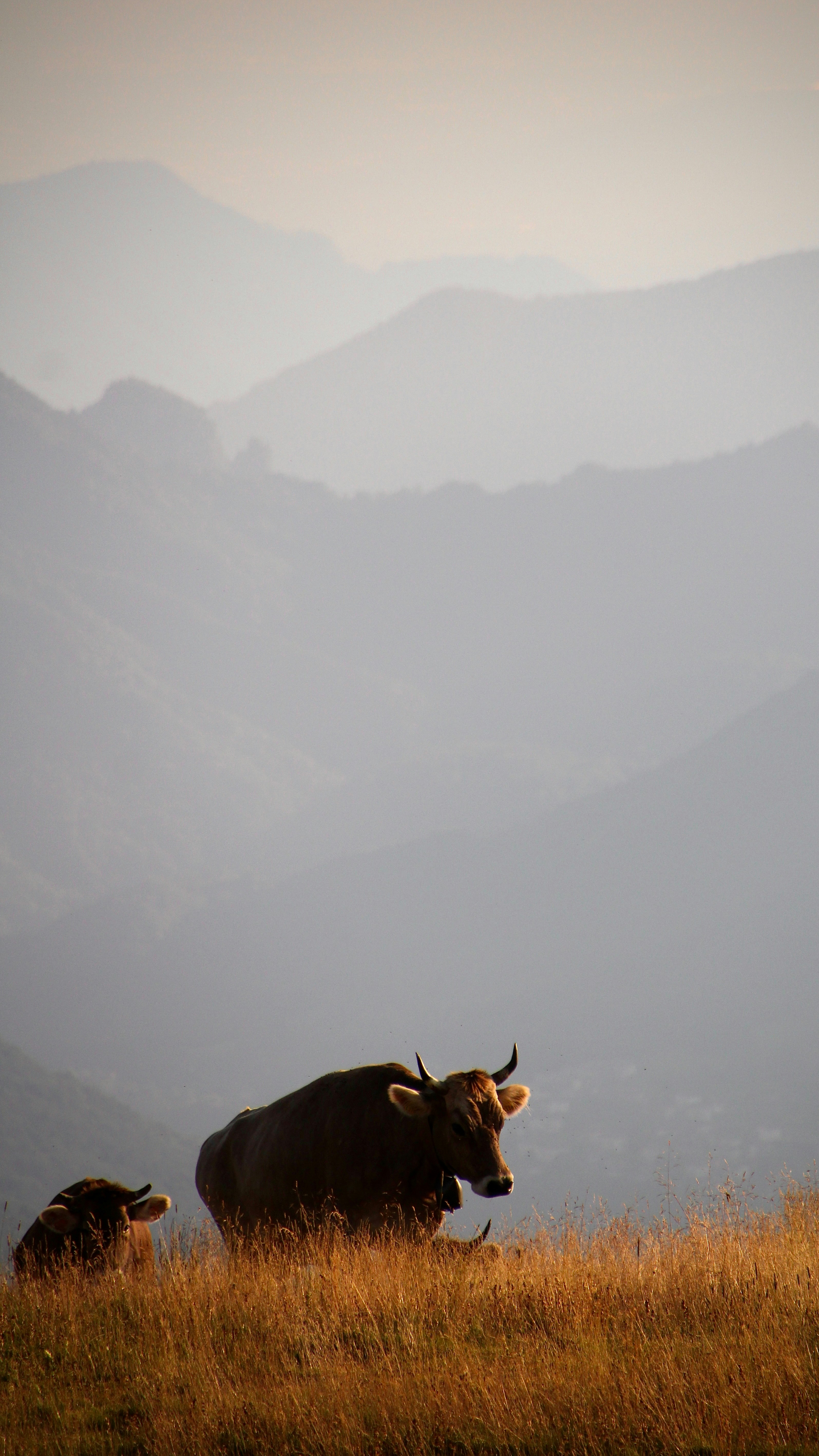 Herd at the Threshold of Dusk