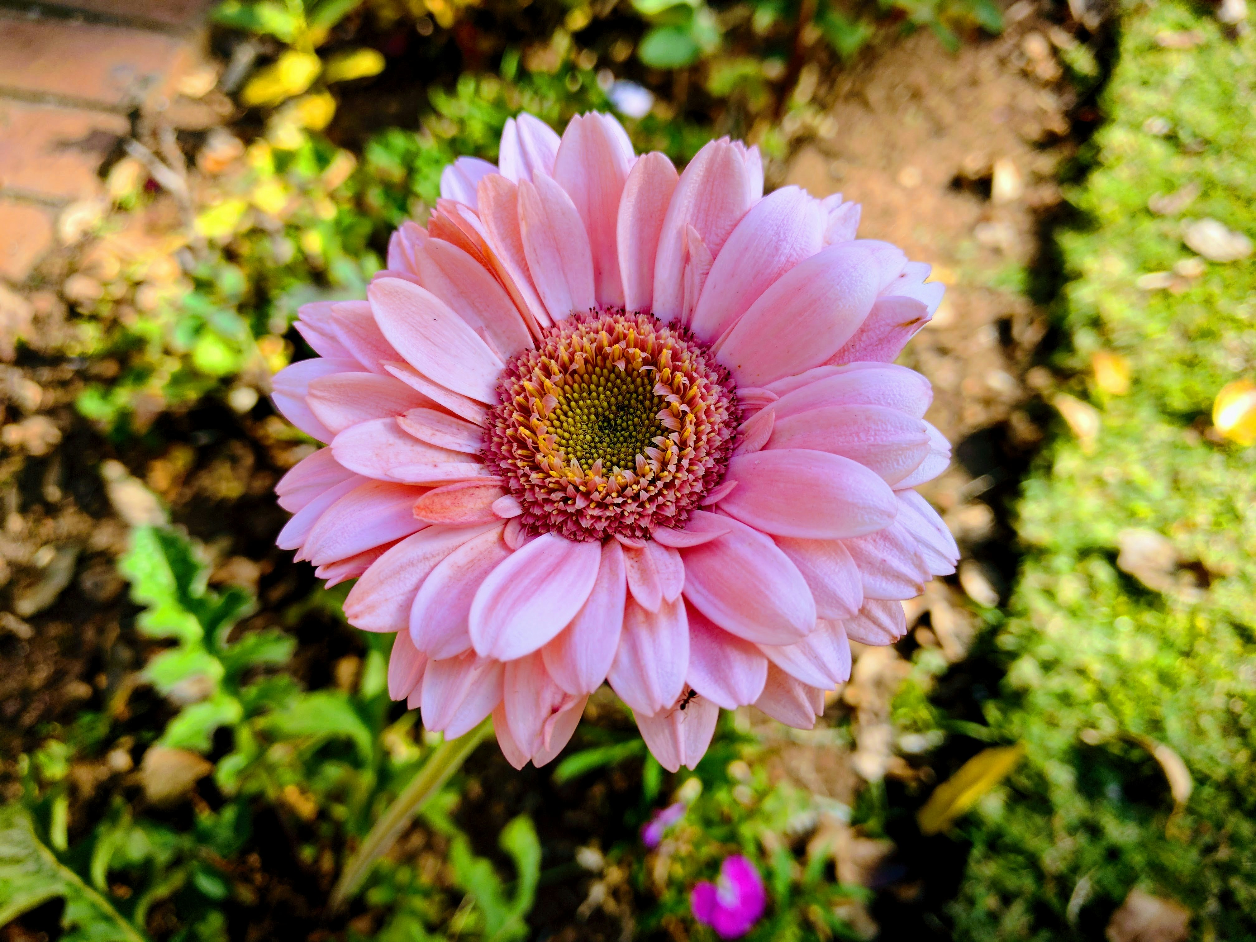 A single pink gerbera daisy in full bloom.