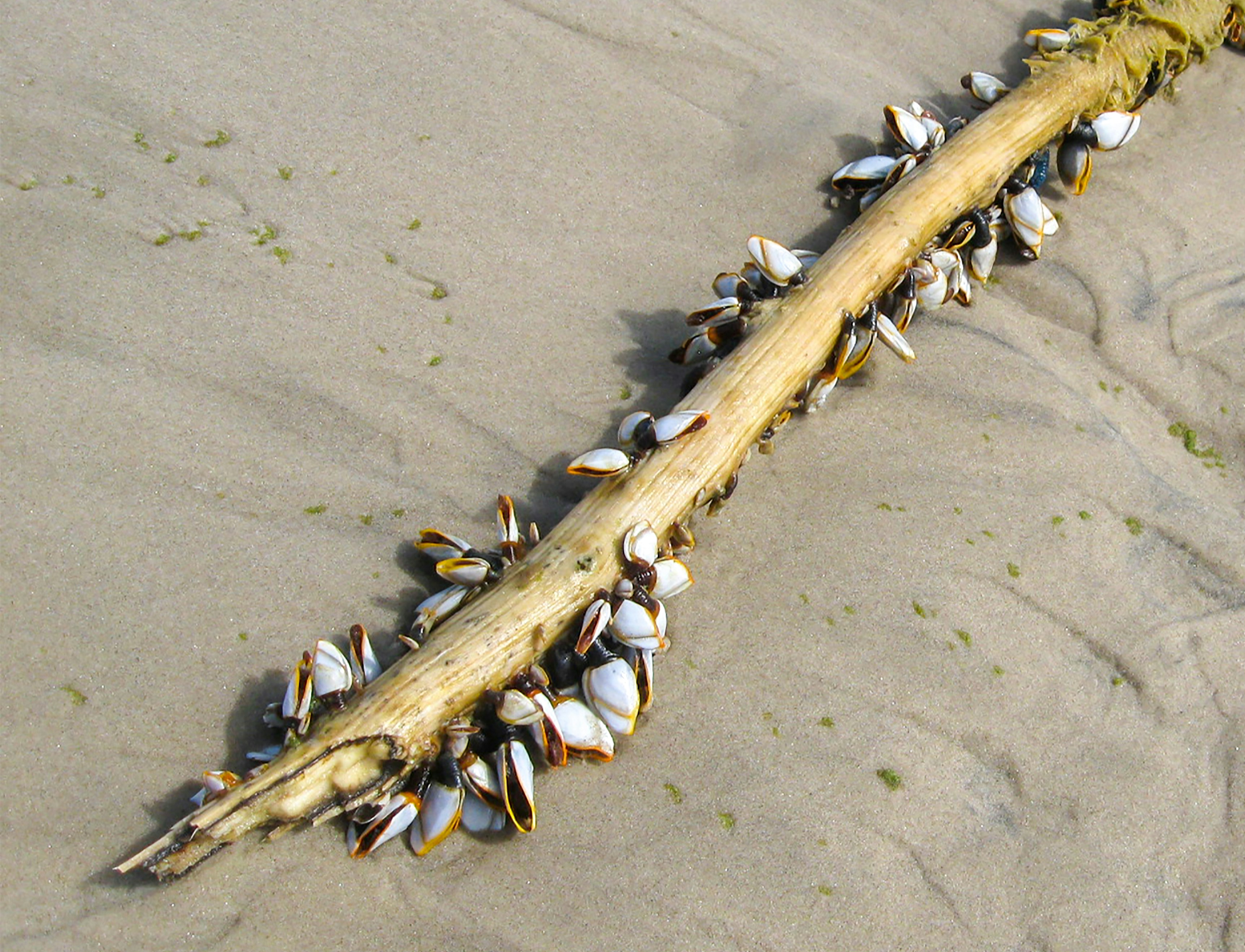 Crustáceo "Percebe".