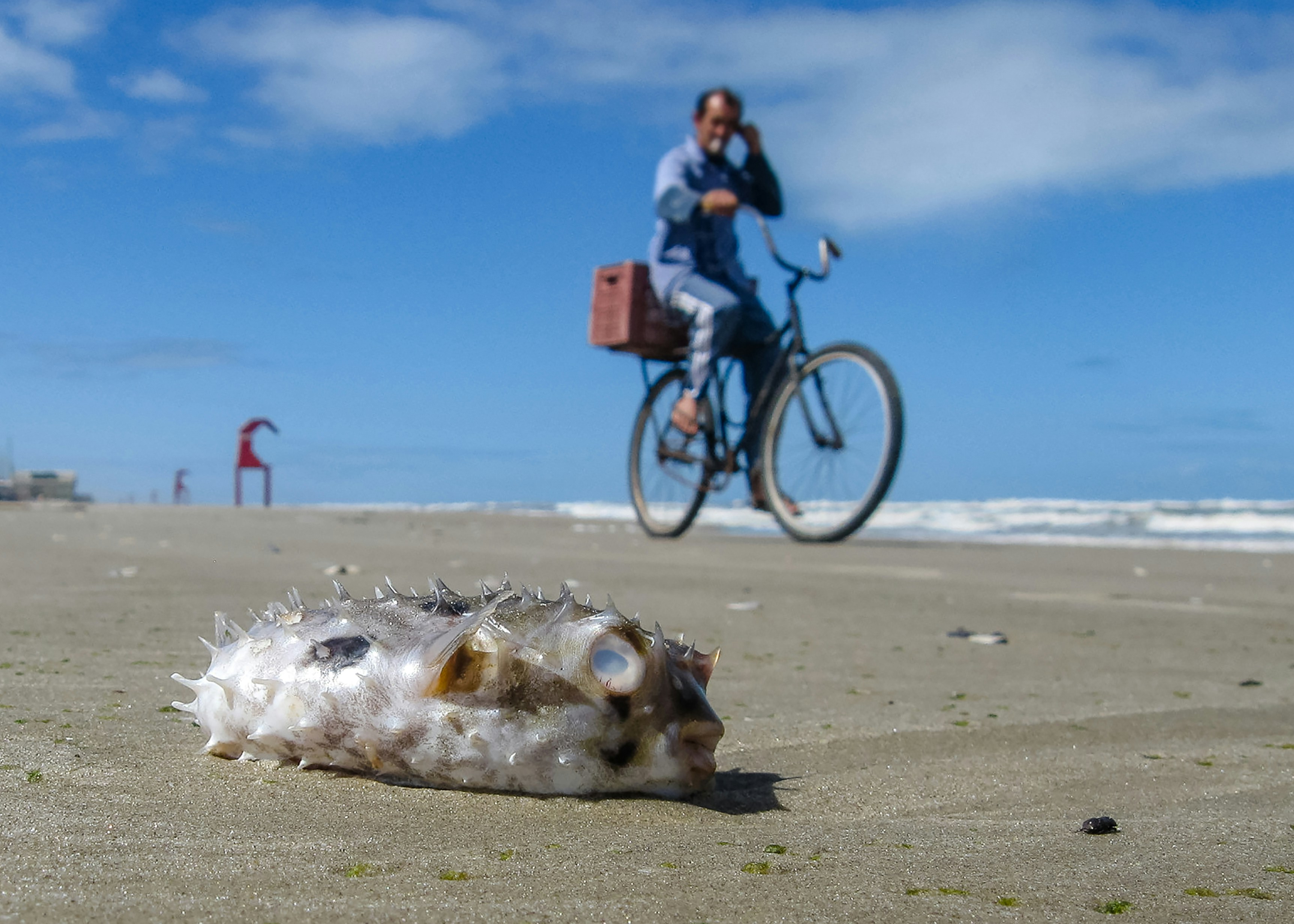 Peixe Baiacu morto na praia.
